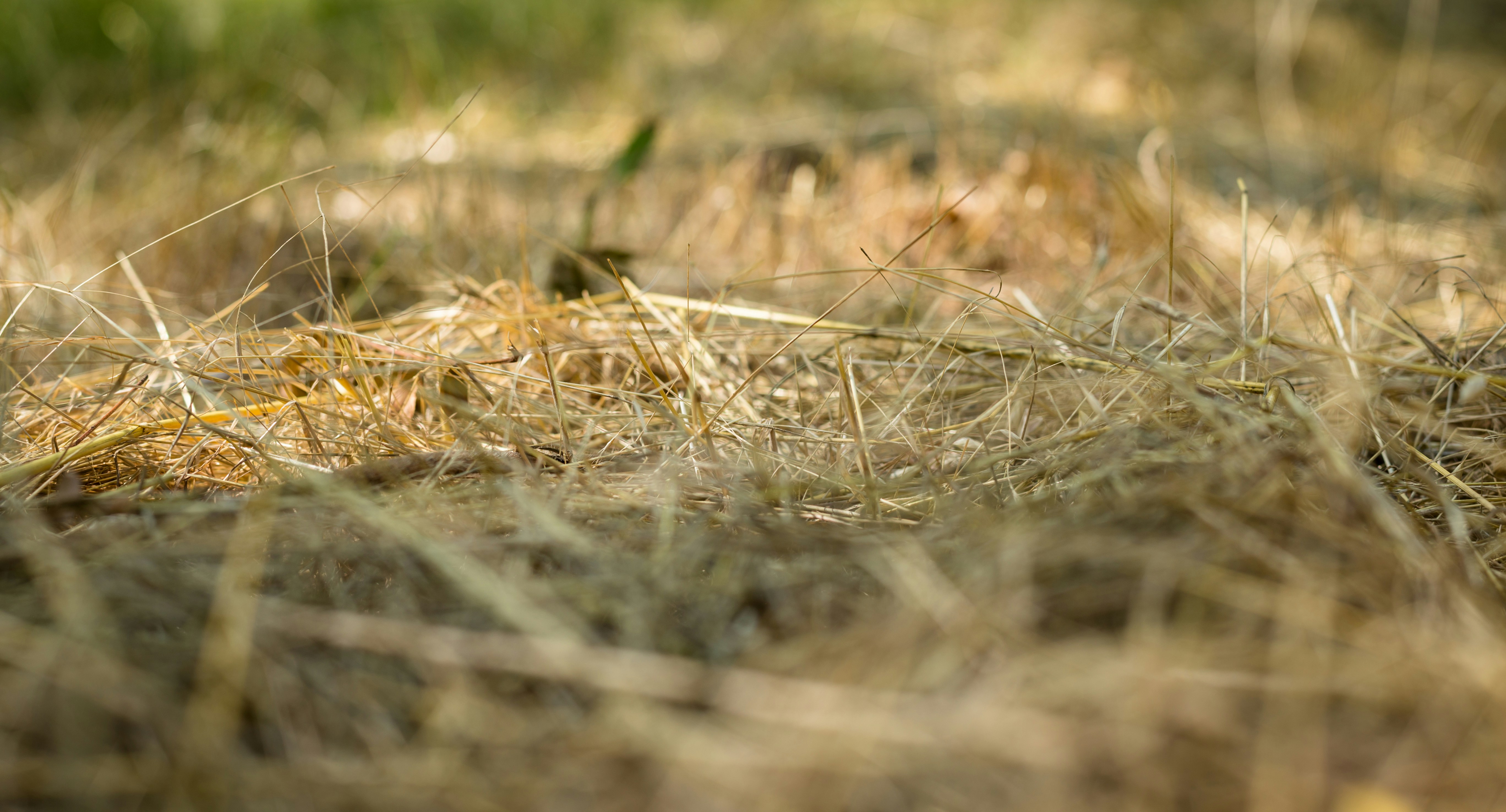 Threads of Sunlight: A Micro Landscape of Dry Grass on the Forest Floor