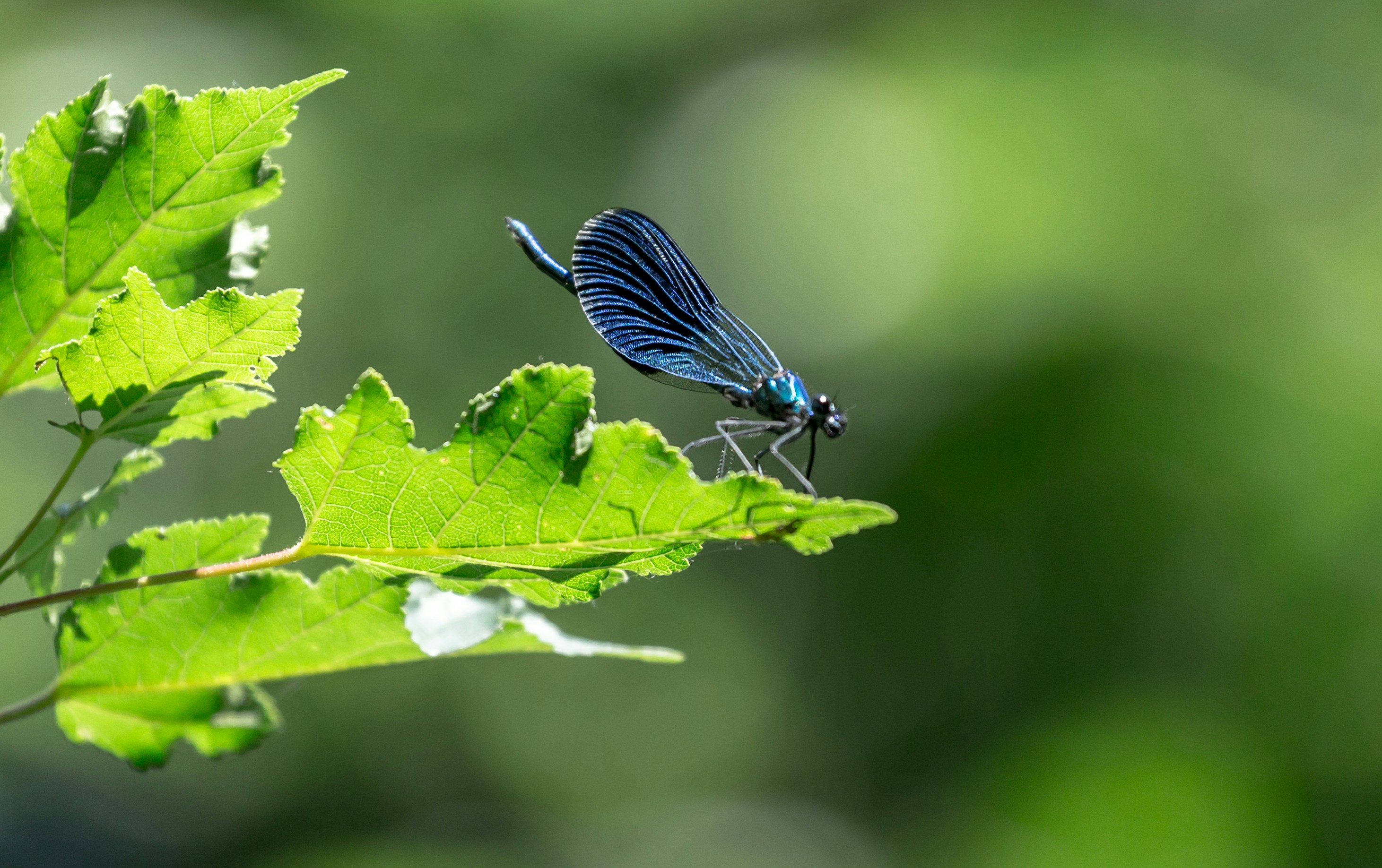 Azure Damselfly perches along a sunlit leaf