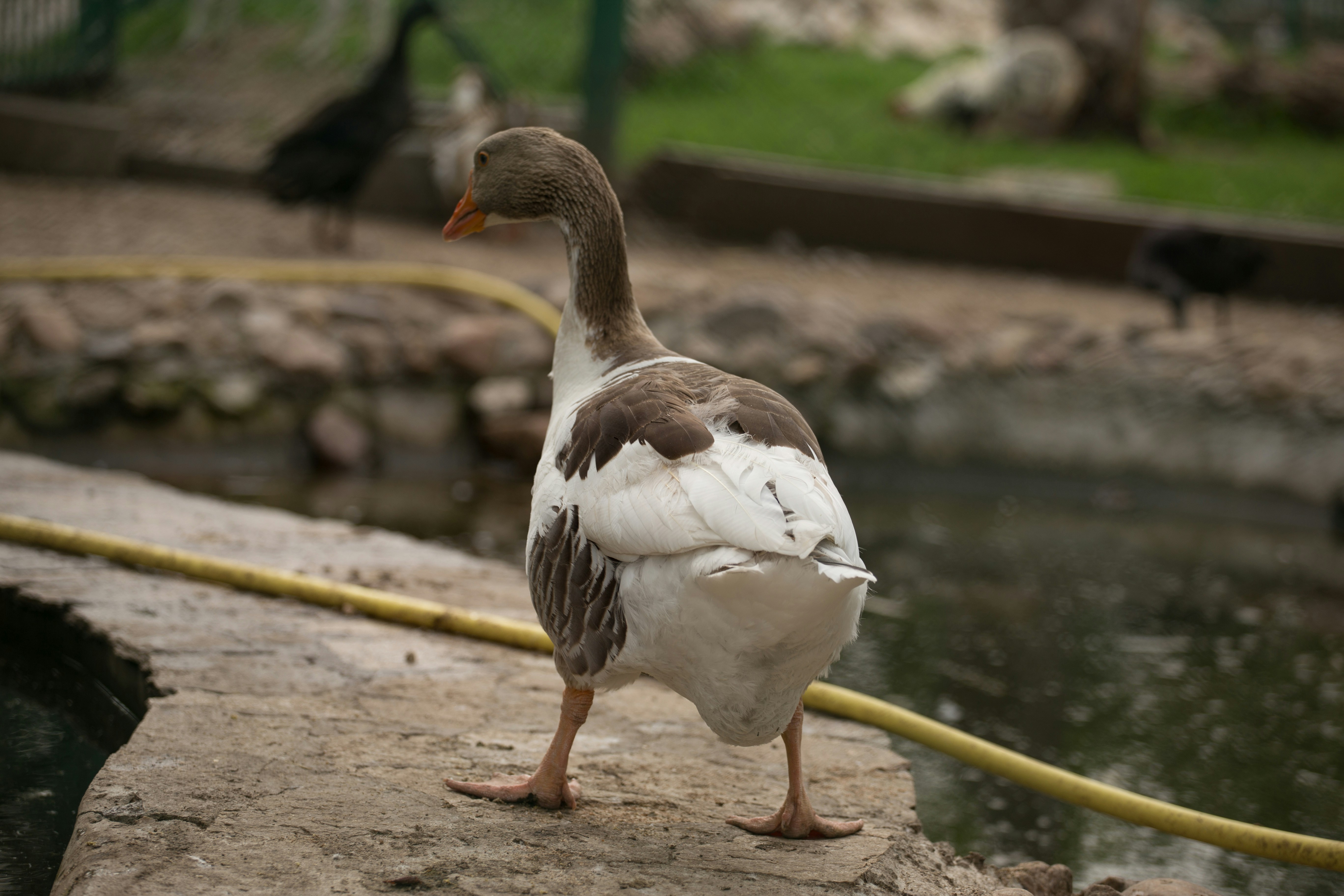 a duck standing on a ledge next to a body of water
