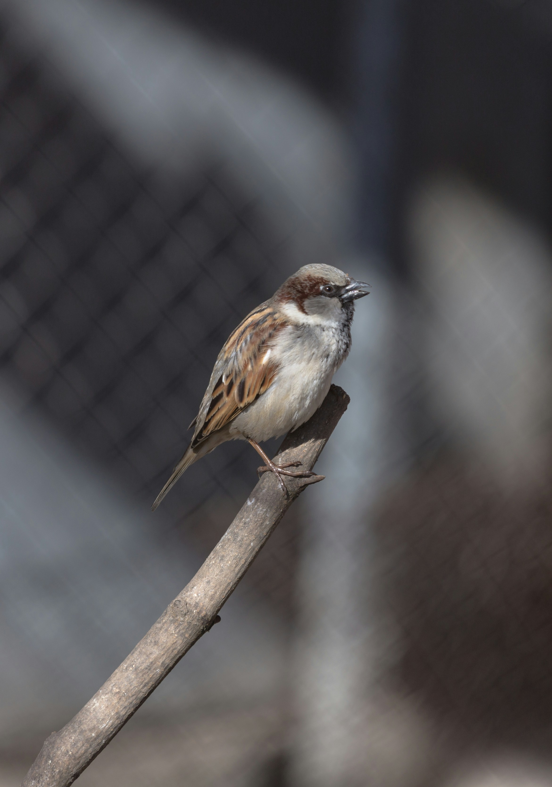 Foto Un pequeño pájaro sentado encima de un palo de madera – Imagen ...
