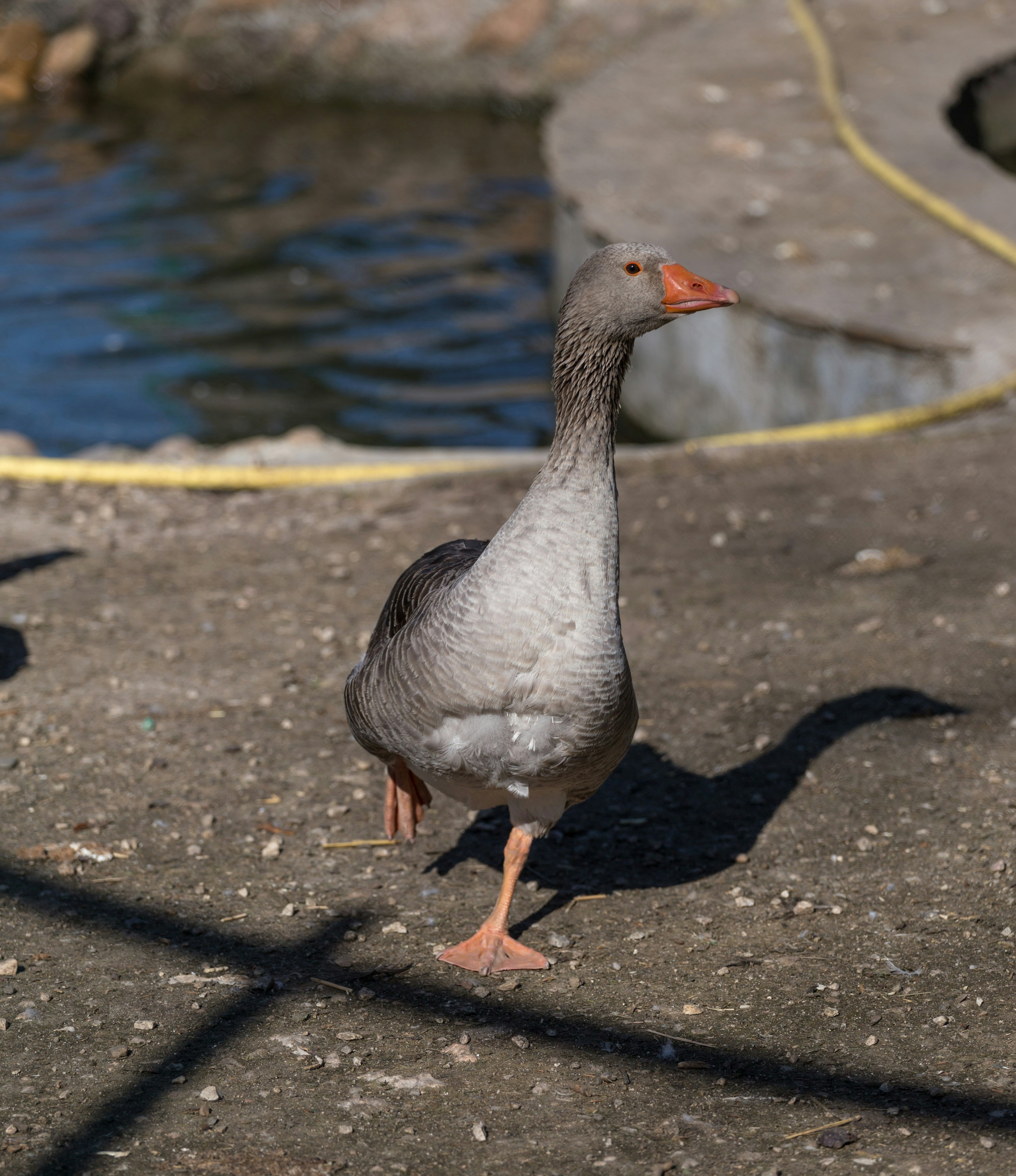 A gray and white duck walking on a sidewalk next to water photo – Free ...