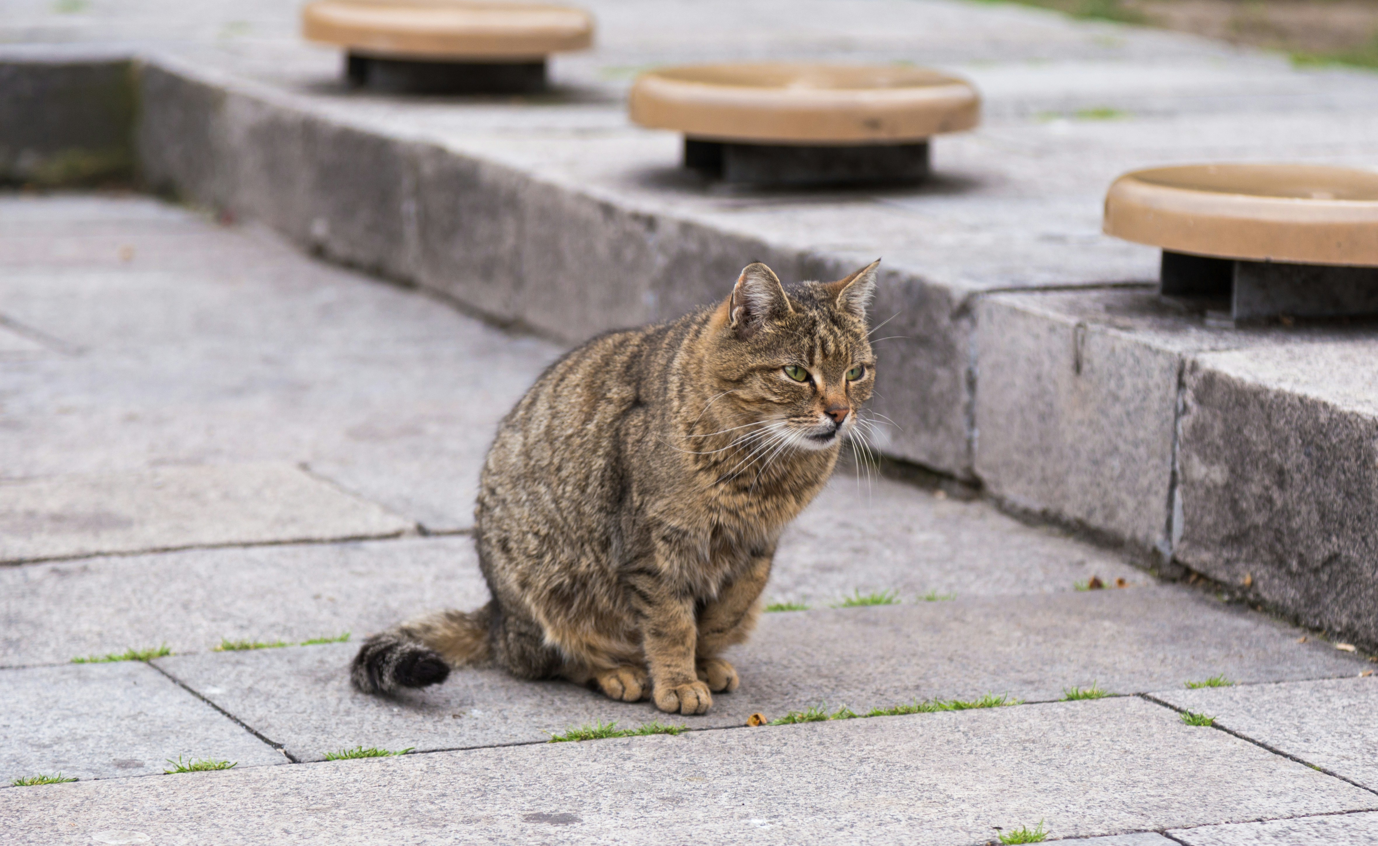 A tabby cat sits attentively on a stone pathway, surrounded by circular stone platforms. Its gaze is focused, embodying a moment of quiet contemplation.