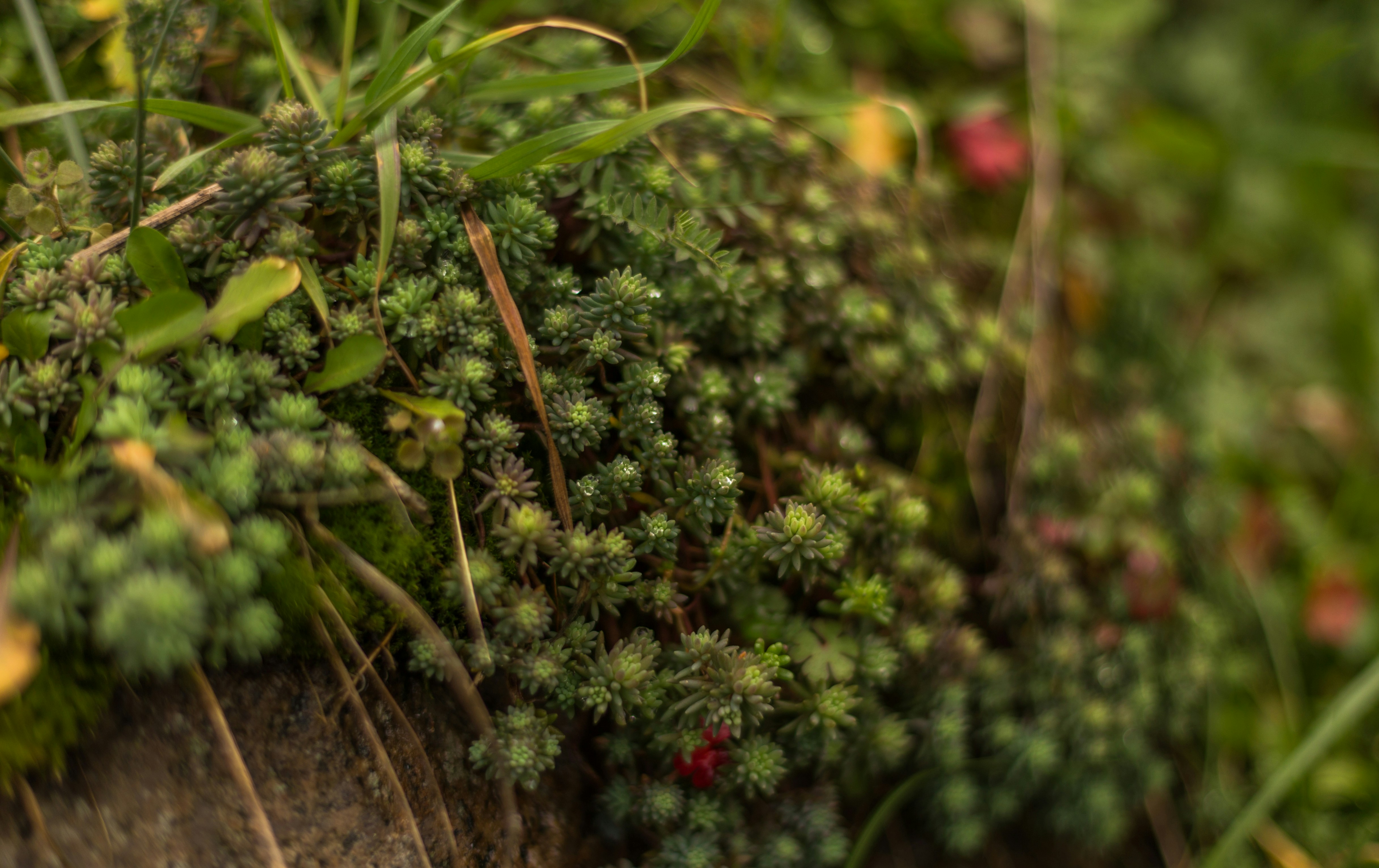 Close-up of a mossy rock with tiny evergreen fronds and a hint of red beneath the foliage