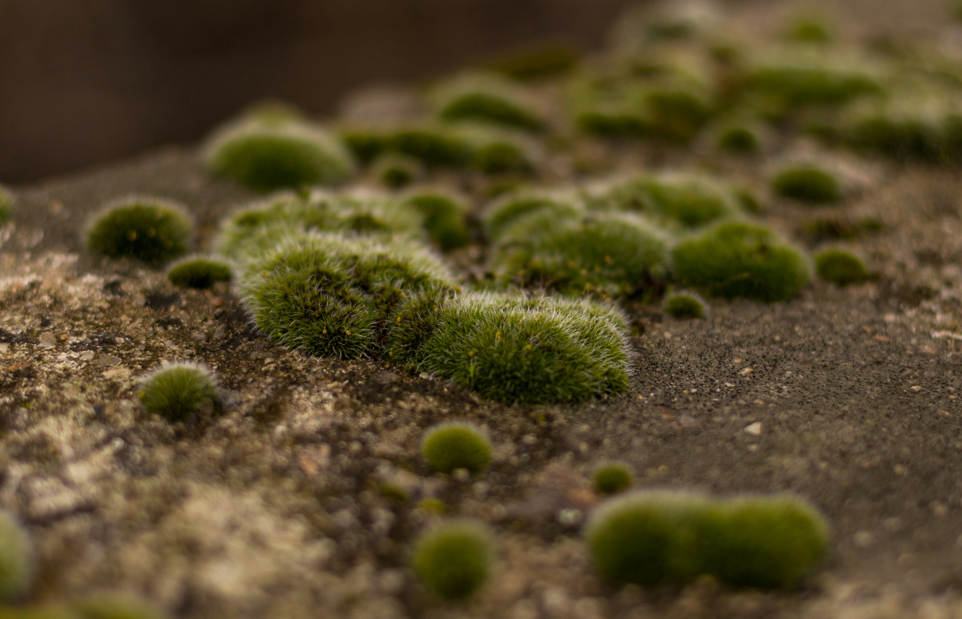 Green Velvet on Stone: A Close-Up Moss Micro-Landscape