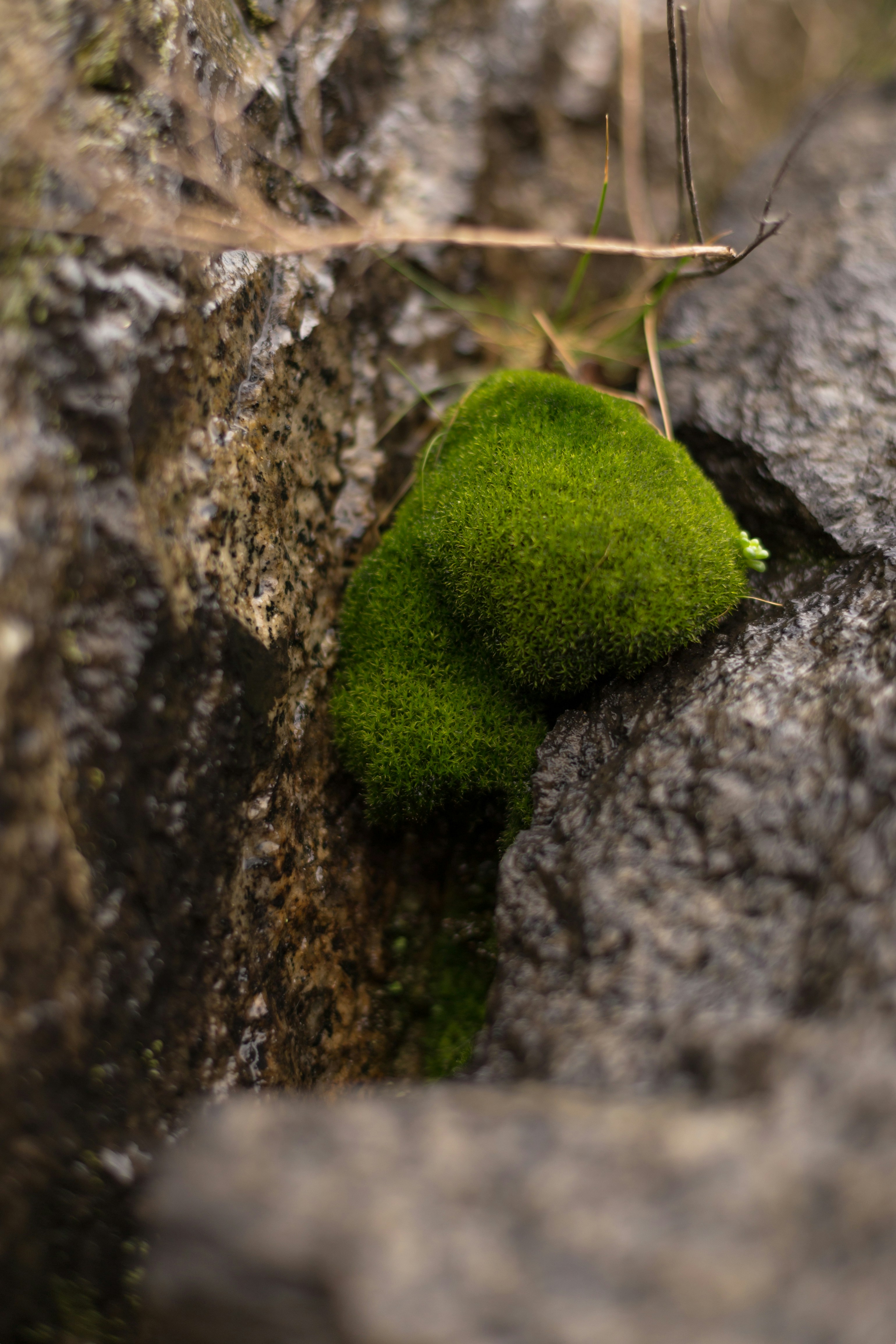 Emerald Moss Between Weathered Crags