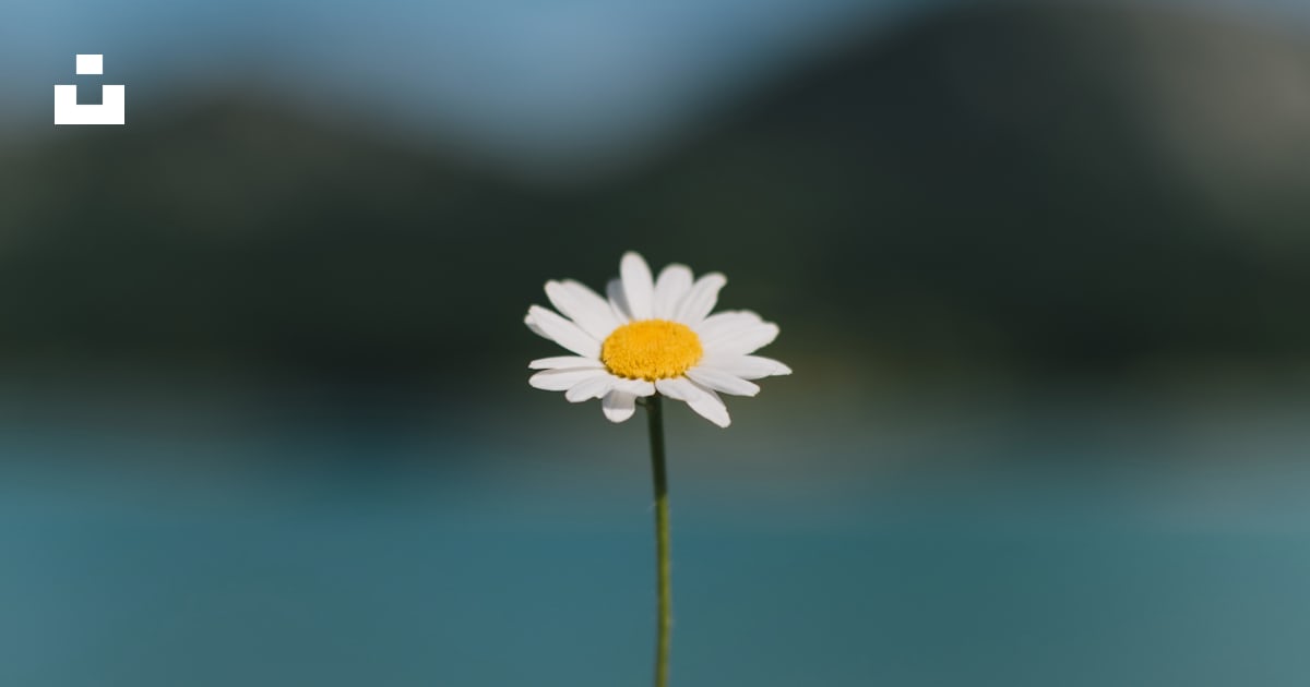풀로 덮인 들판 위에 앉아 있는 하얀 데이지 한 마리 사진 Unsplash의 무료 라고 디 카스텔 산 빈첸초 이미지