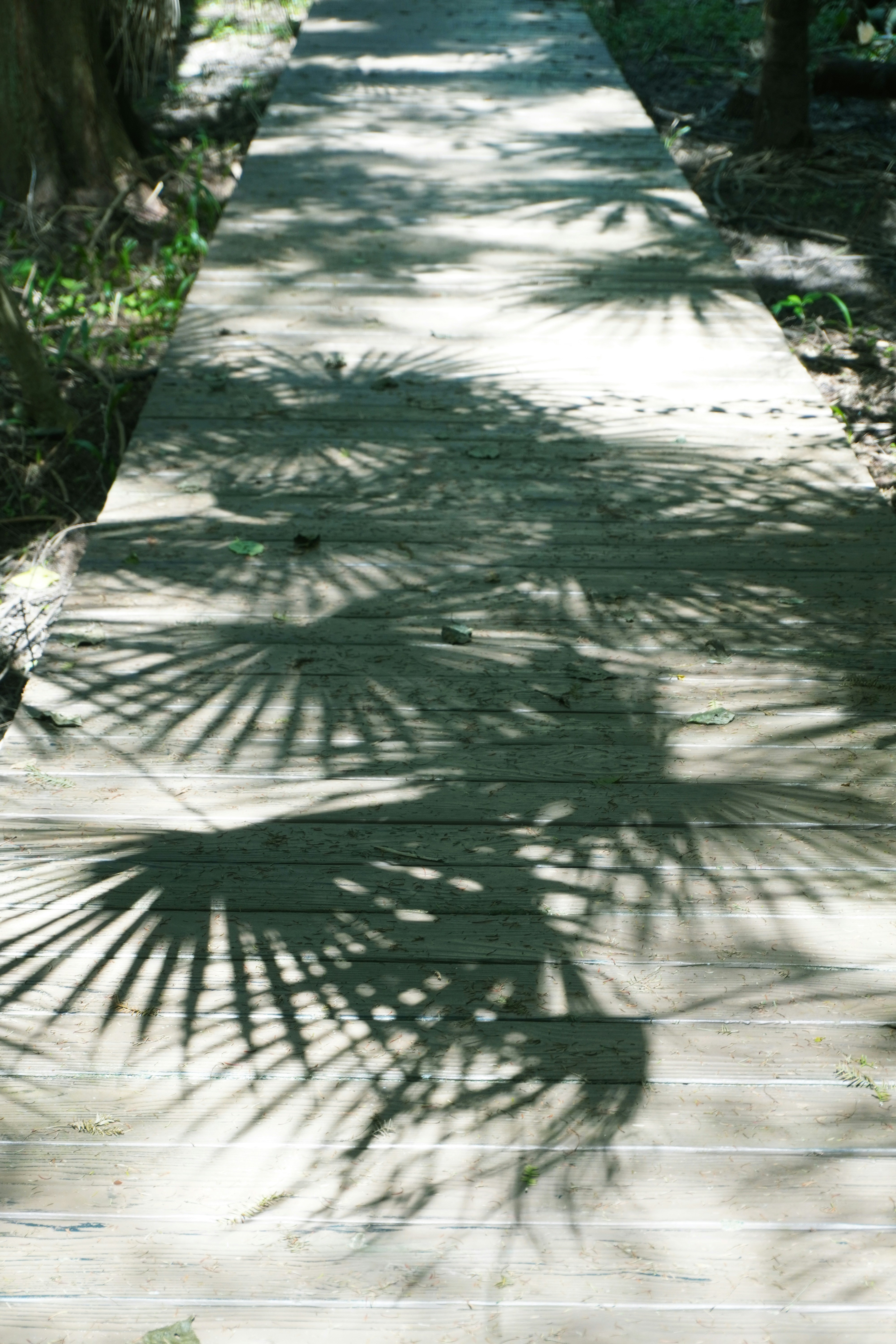 A wooden walkway with a bench and a palm tree shadow photo – Free ...