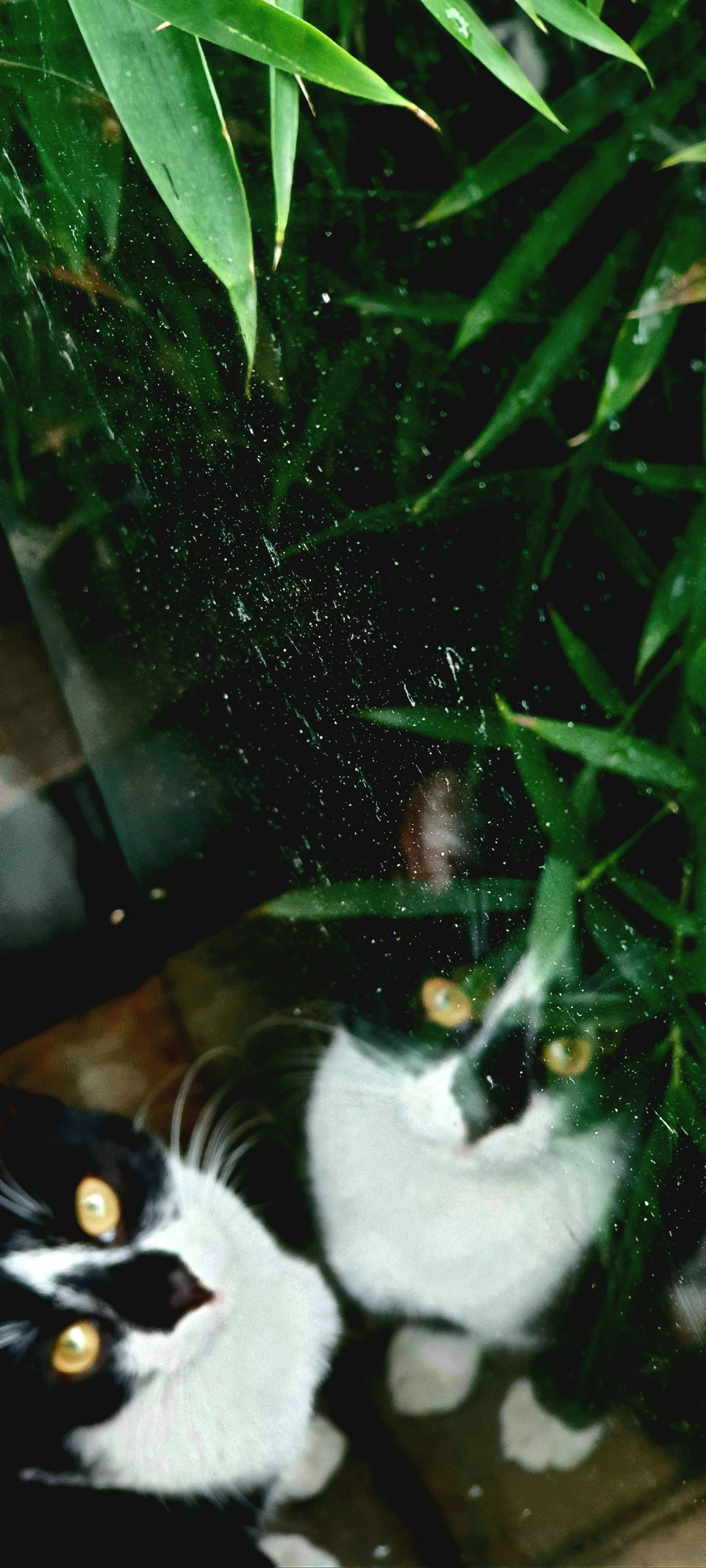 Two curious cats peering through a glass pane, surrounded by lush bamboo leaves, creating a serene yet playful atmosphere.