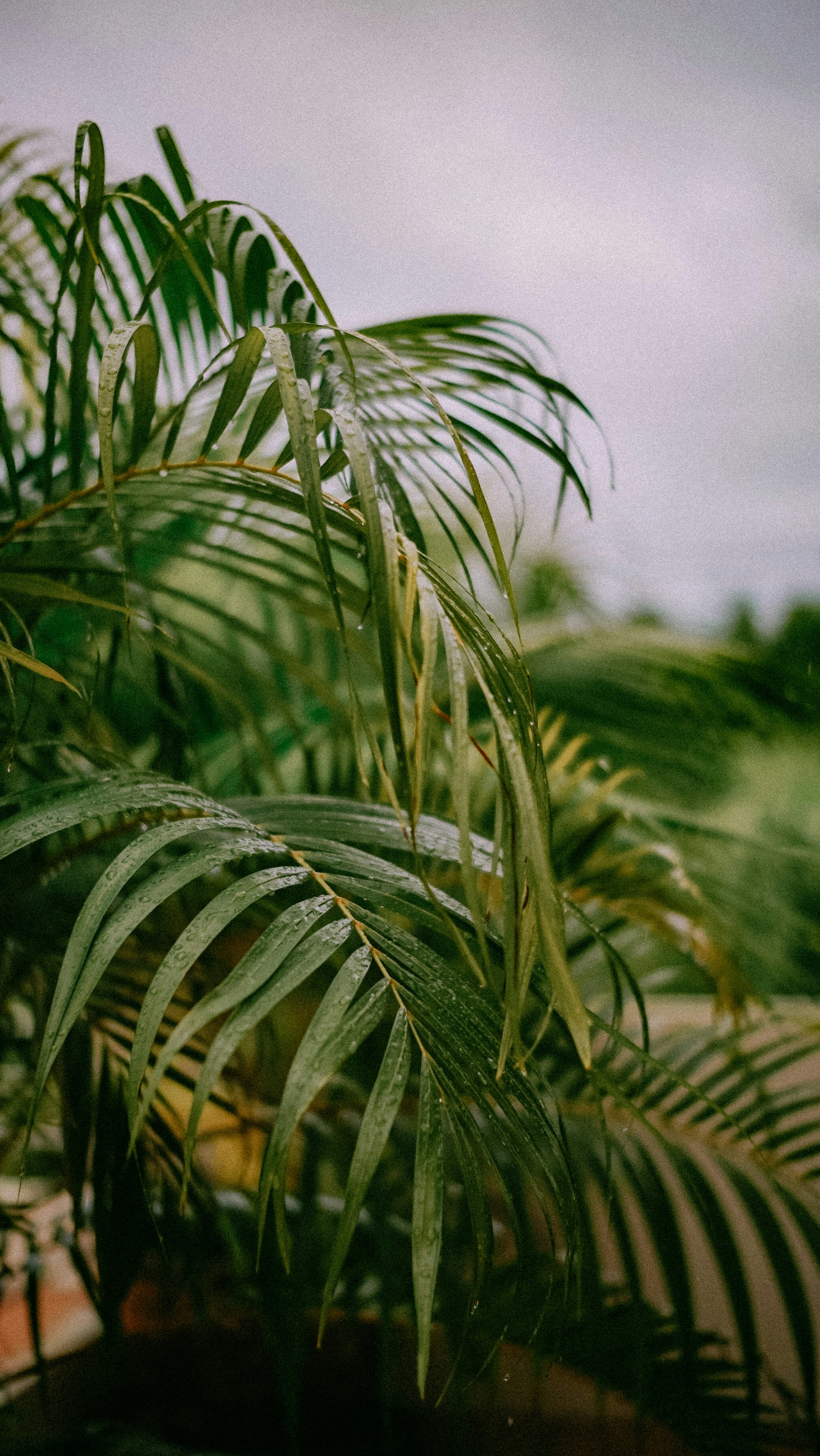 Whispers of the Tropics