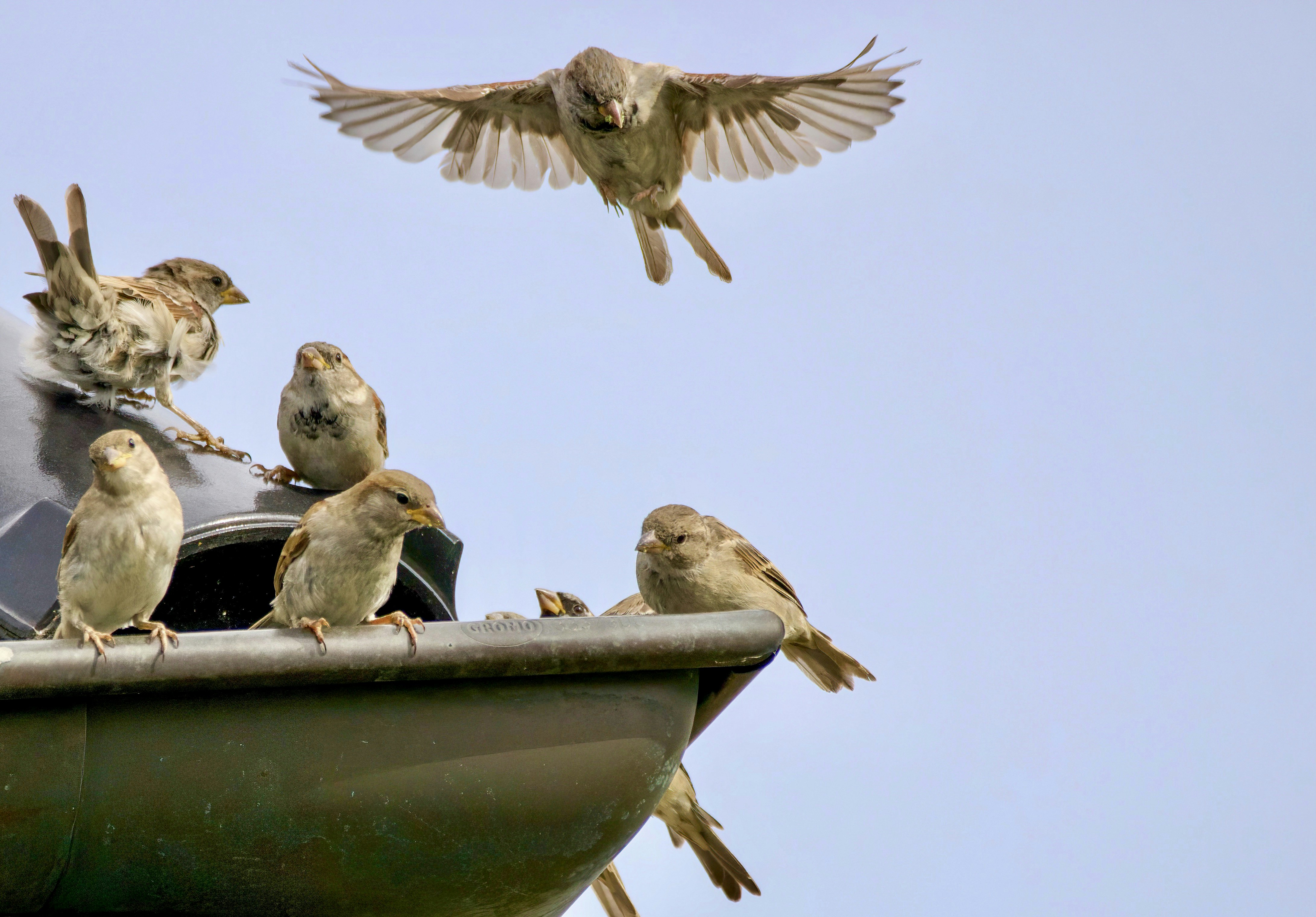 A flock of birds sitting on top of a roof photo – Free Berlin Image on ...