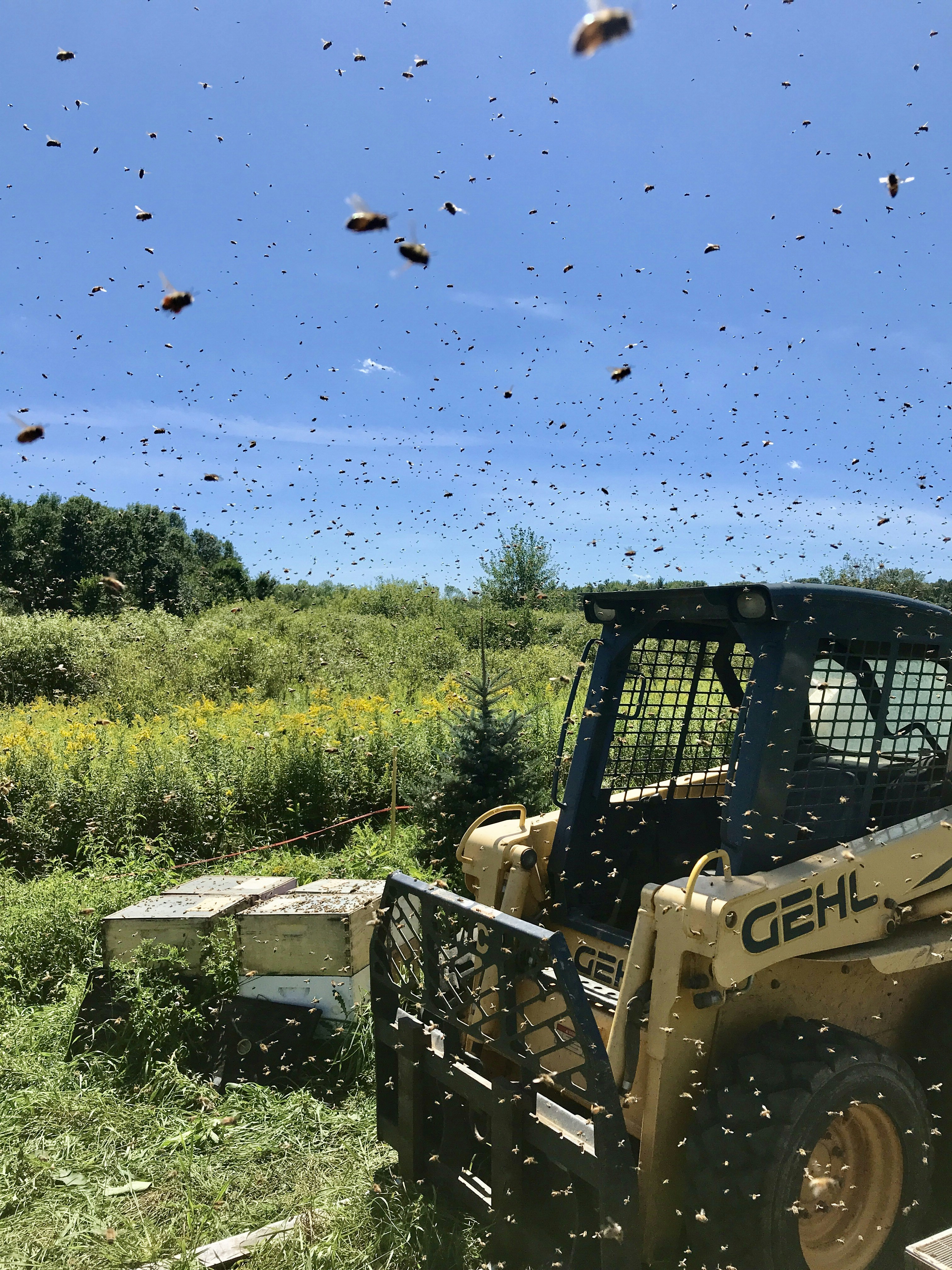 Mud Machinery in Bloom: Bees in Flight Over a Construction Scene