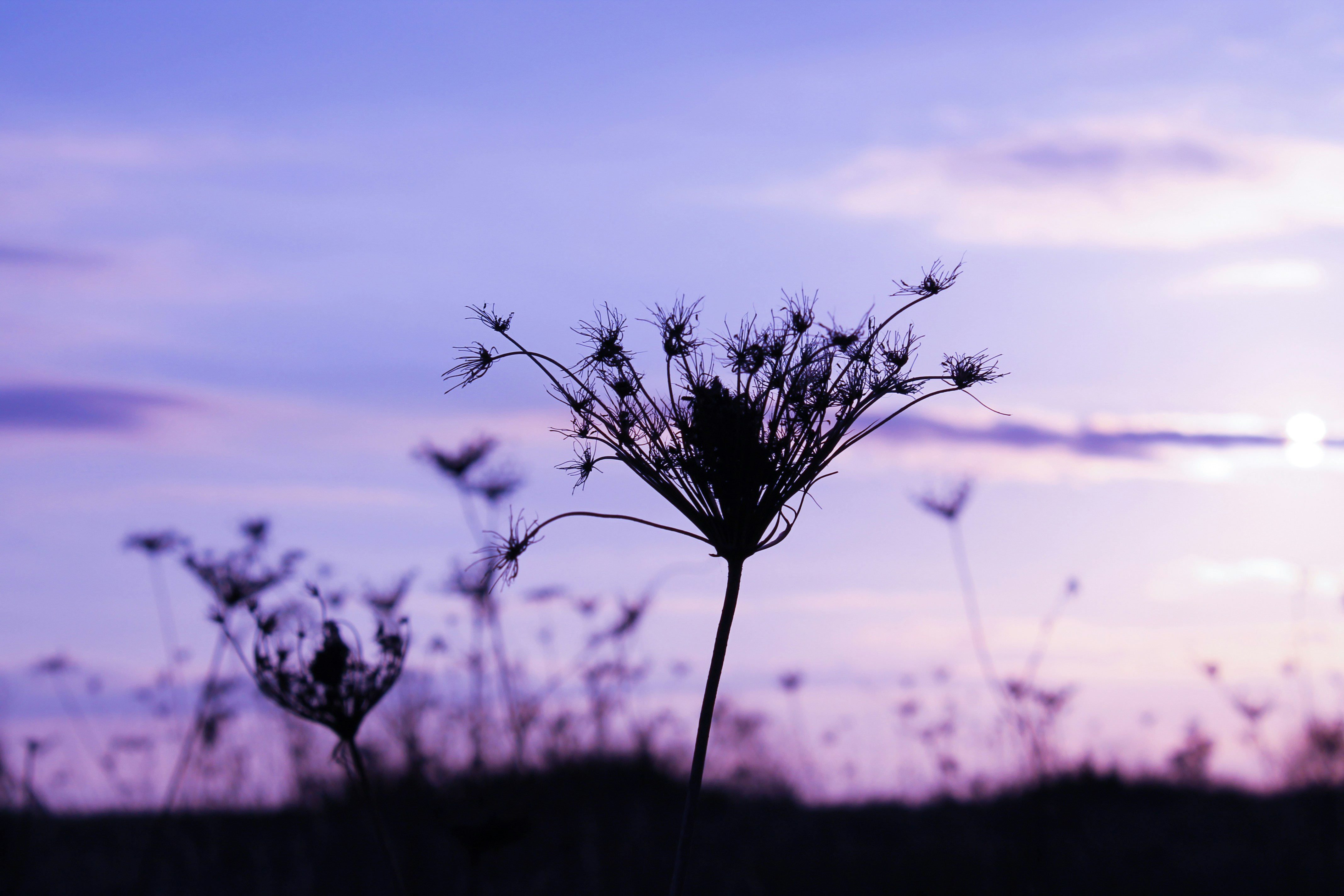 Silhouetted flower against a gradient twilight sky, showcasing delicate details and a serene atmosphere.