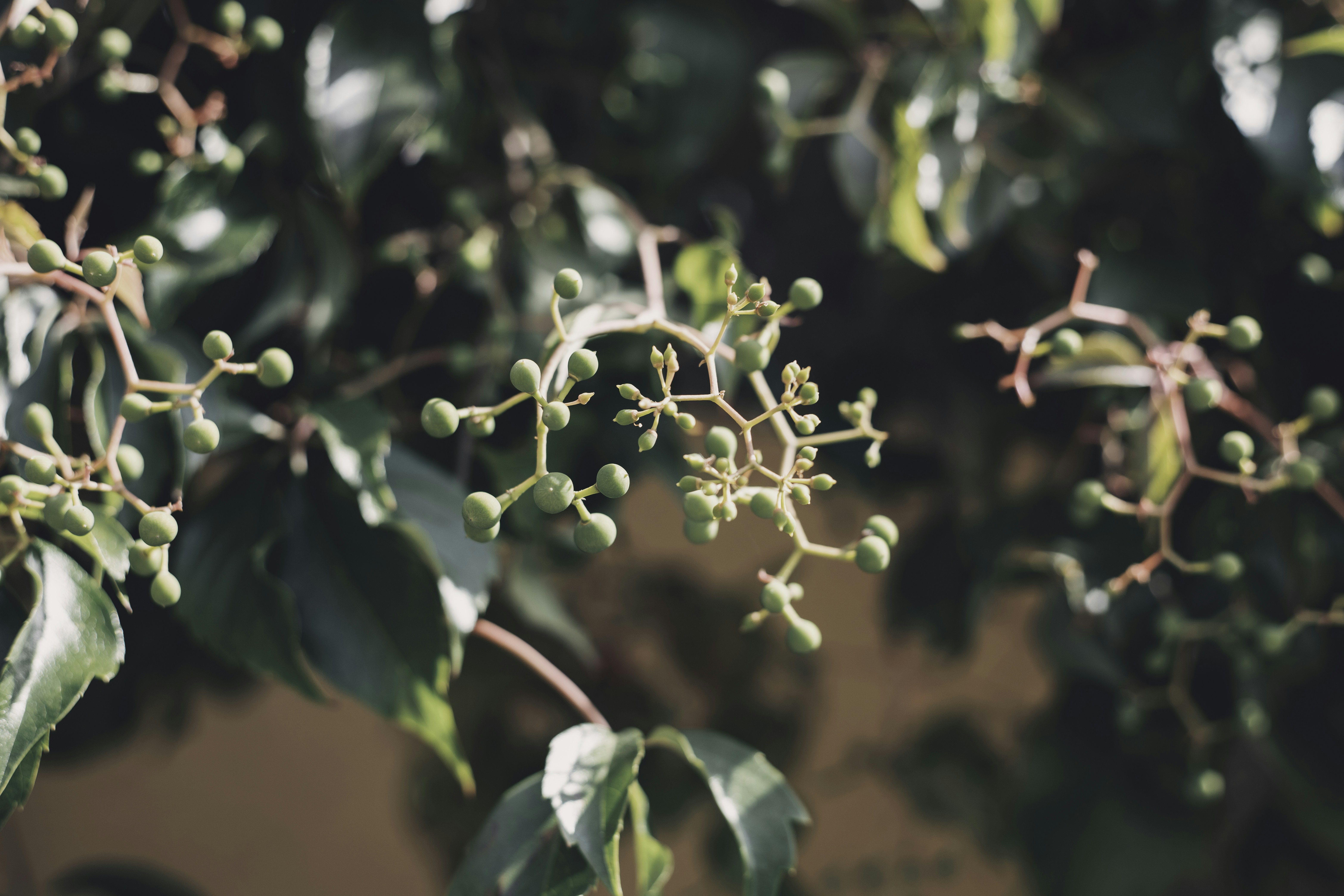 Green Berries on Delicate Red Stems in Quiet Afternoon Light