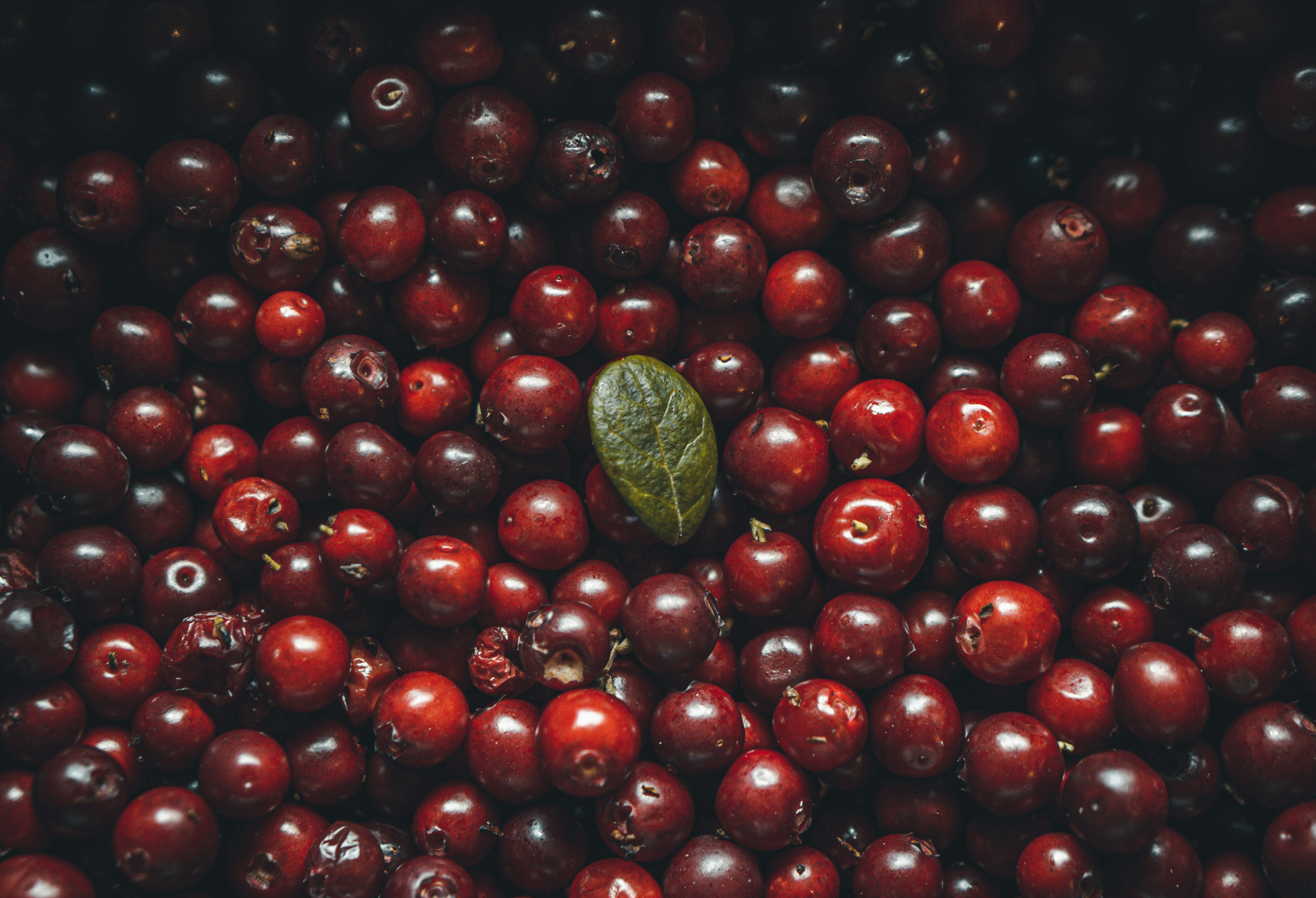 Cranberry Plants and Urinary Health: The Power of Nature’s Berry
