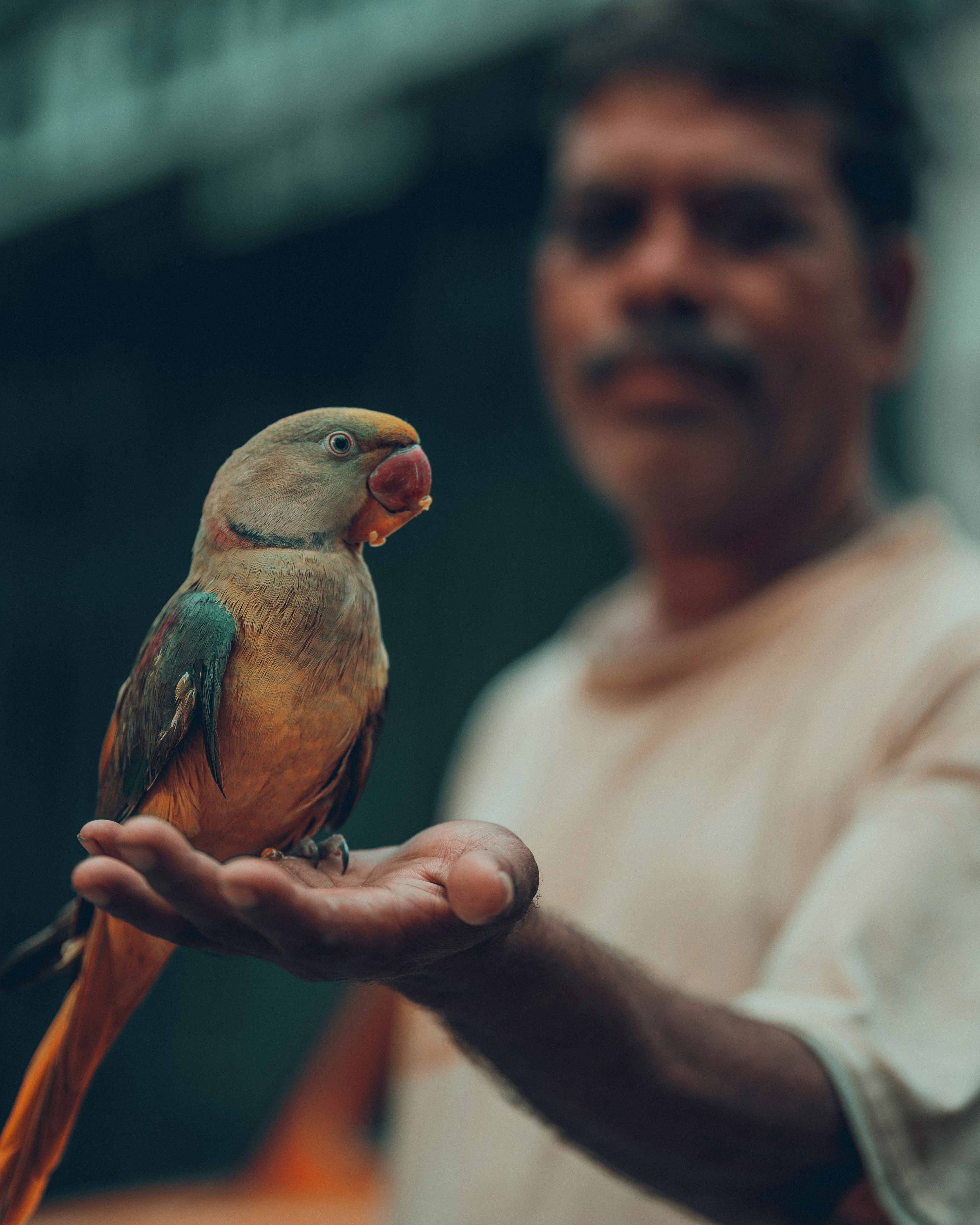 Parrot on a Hand: Vivid Plumage Against a Soft-Focus Backdrop