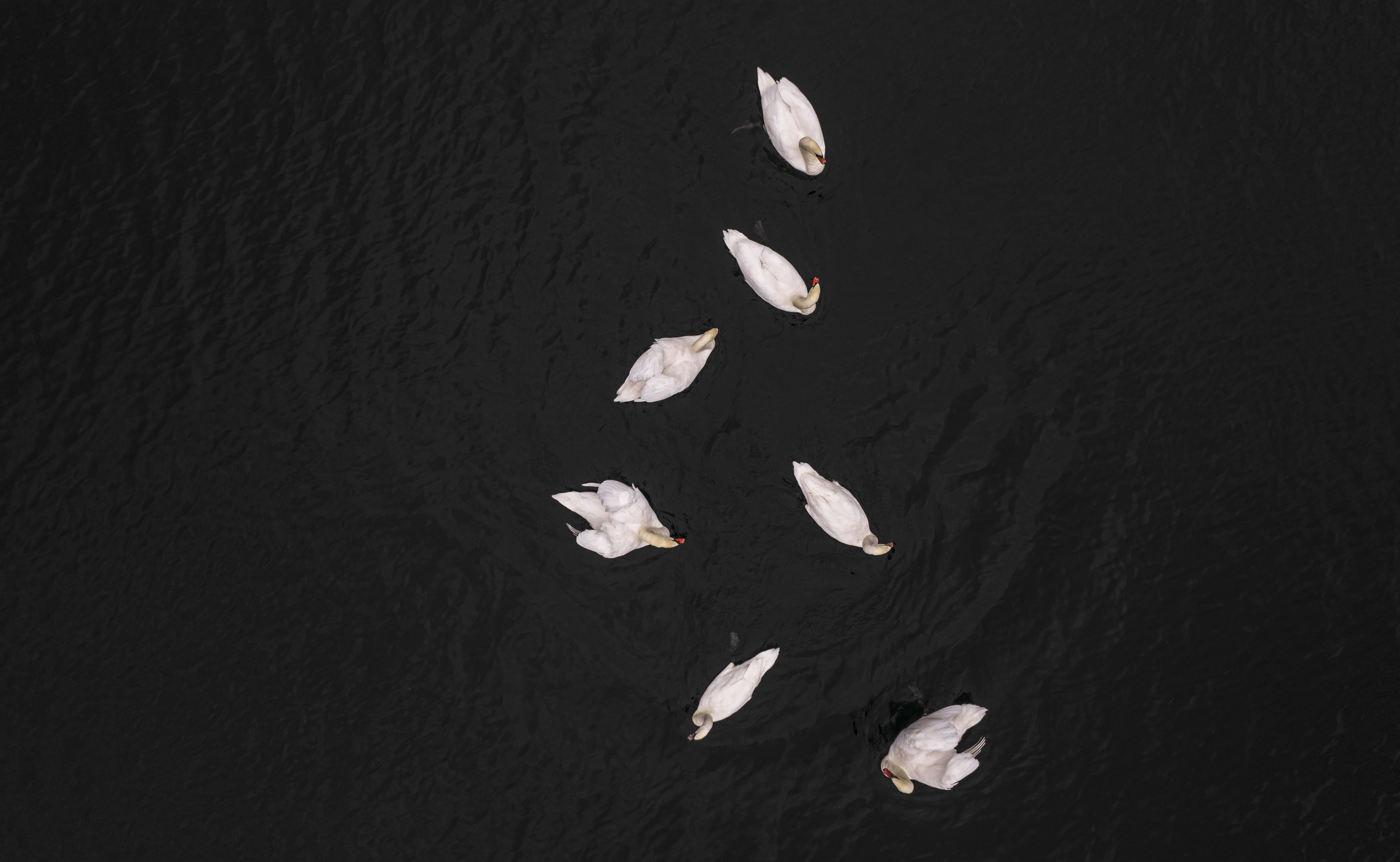 A group of white swans gracefully gliding across dark waters, creating a striking contrast. Their elegant movements reflect the tranquility of the scene.
