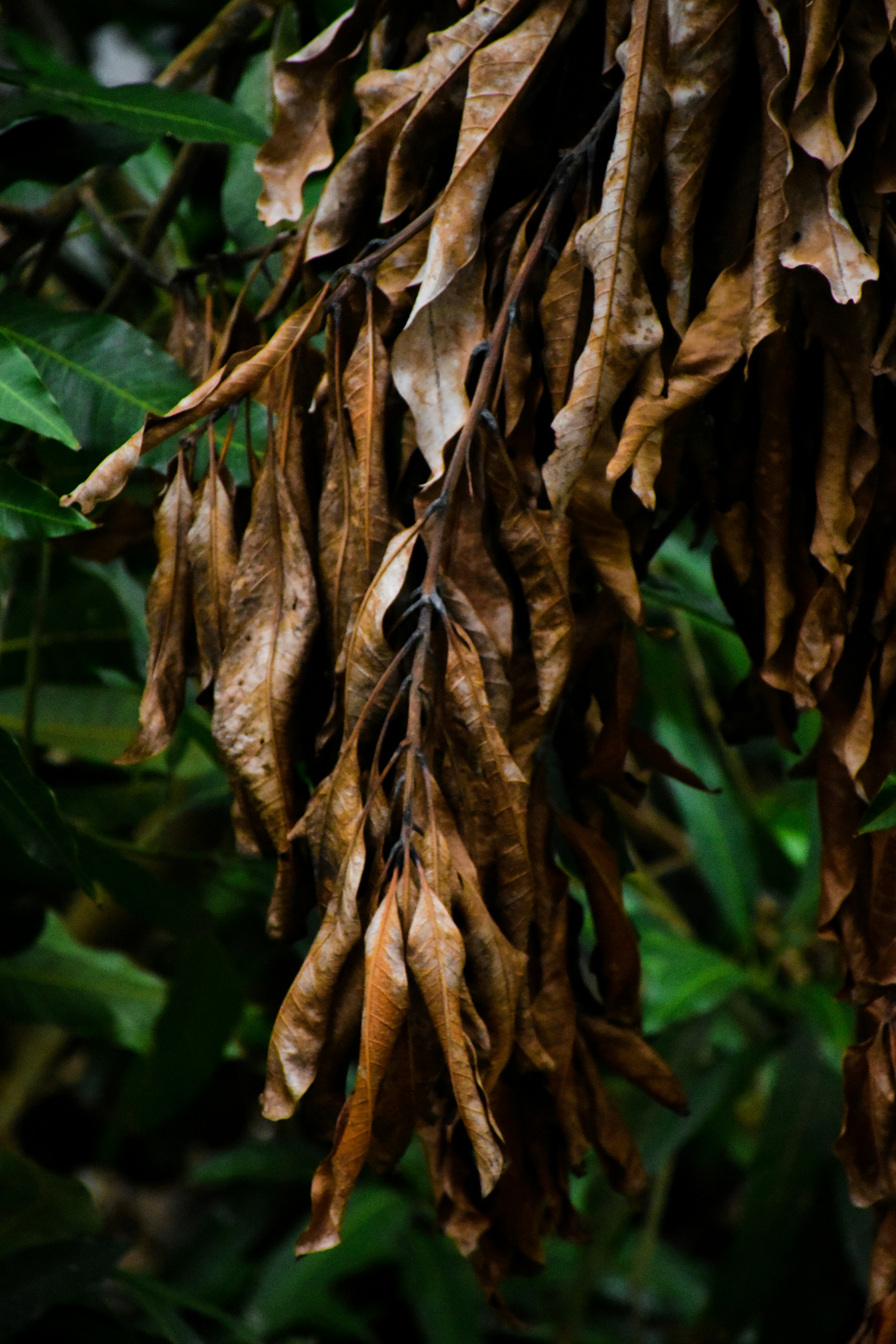 Dried leaves clinging to a branch, showcasing the intricate textures and colors of nature's transition. The background foliage adds depth to the scene.