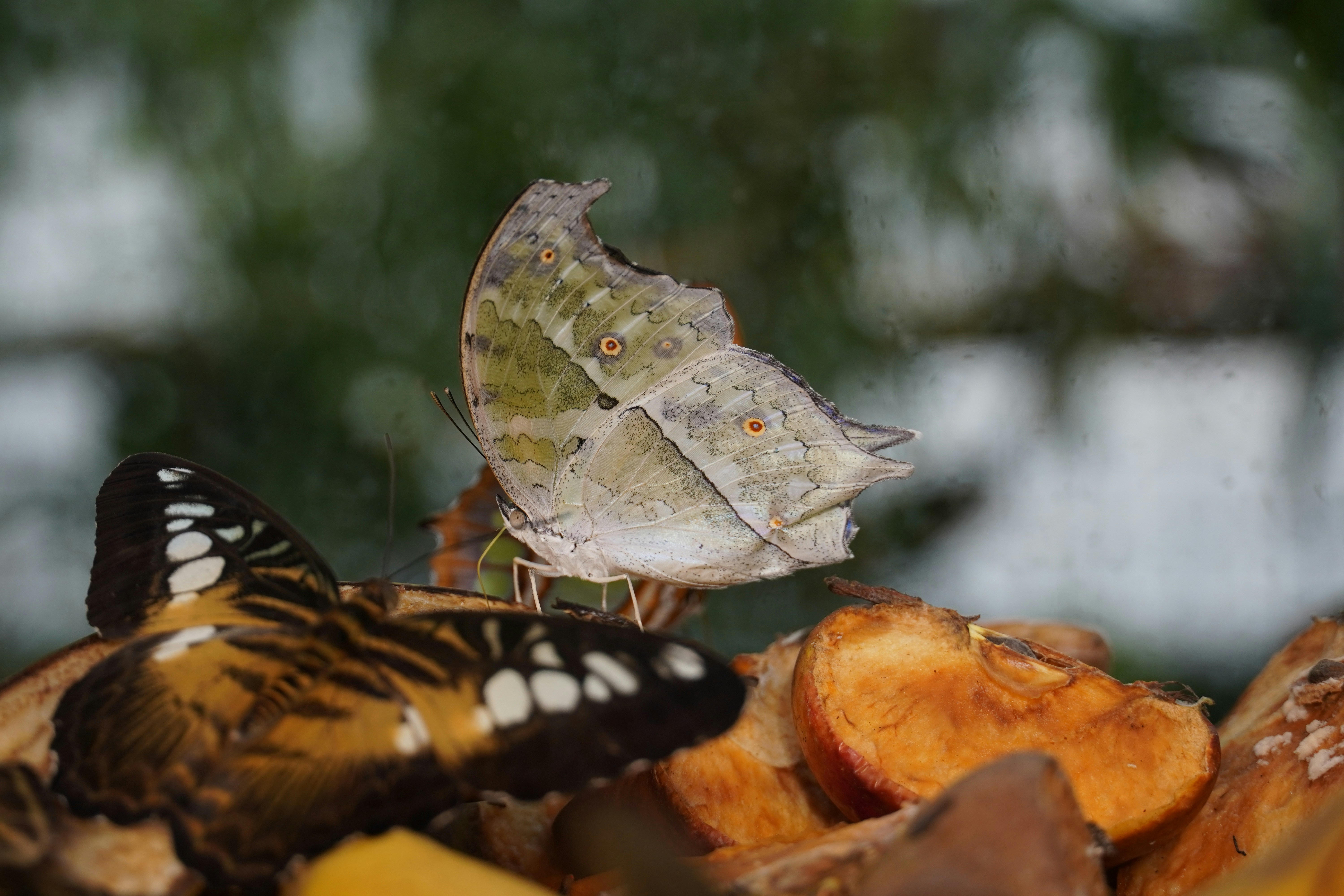 Pastel-winged Visitor at a Citrus Feast