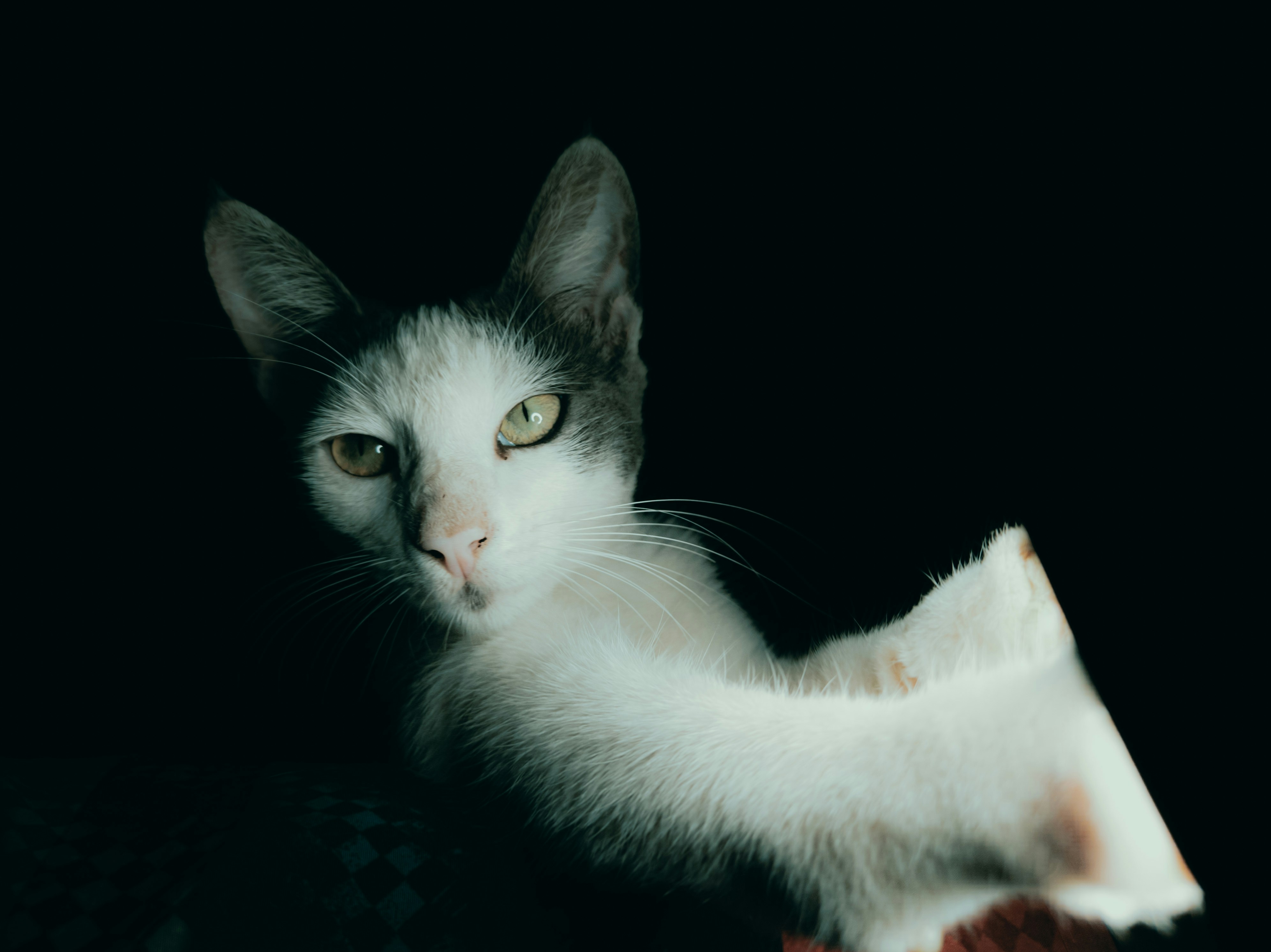 A cat extending its paw towards the viewer, illuminated against a dark background, showcasing its expressive eyes and soft fur.
