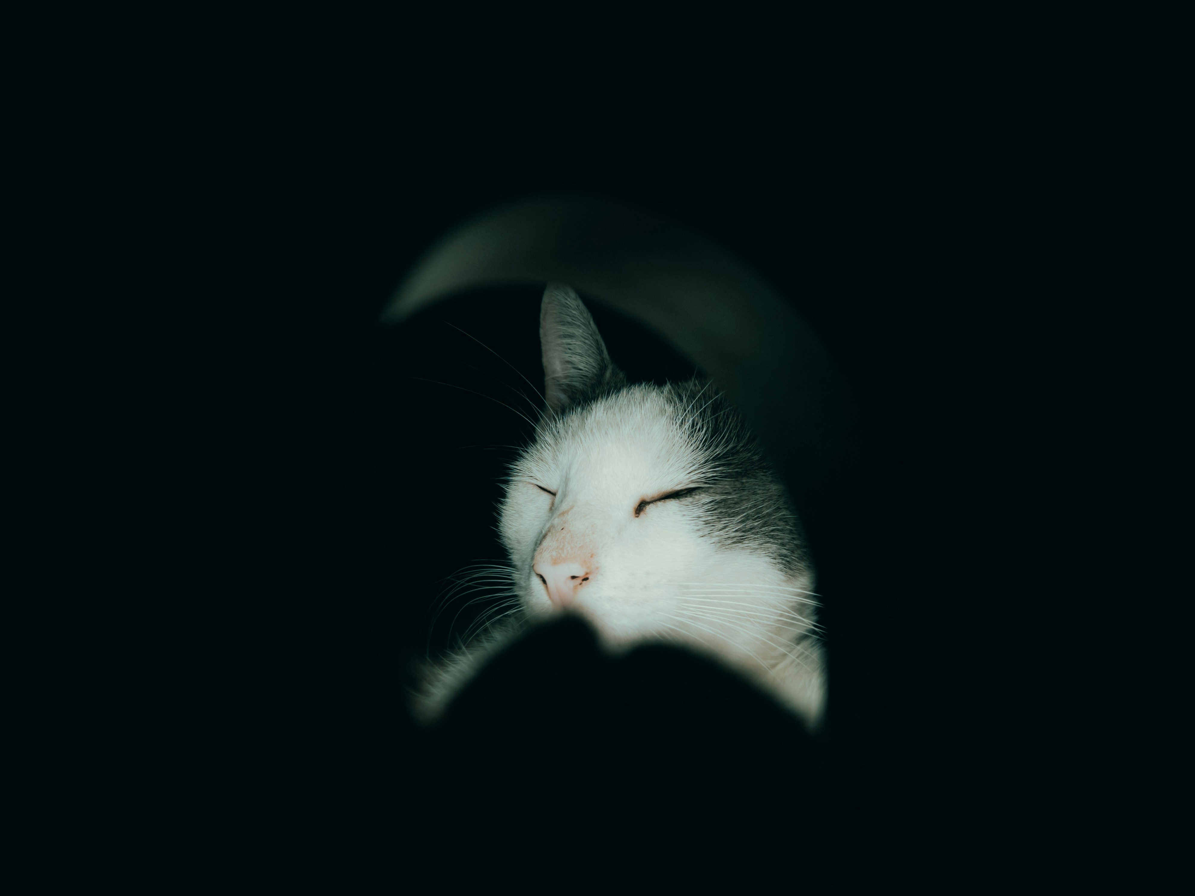 White cat peacefully sleeping in a dark, cozy nook.