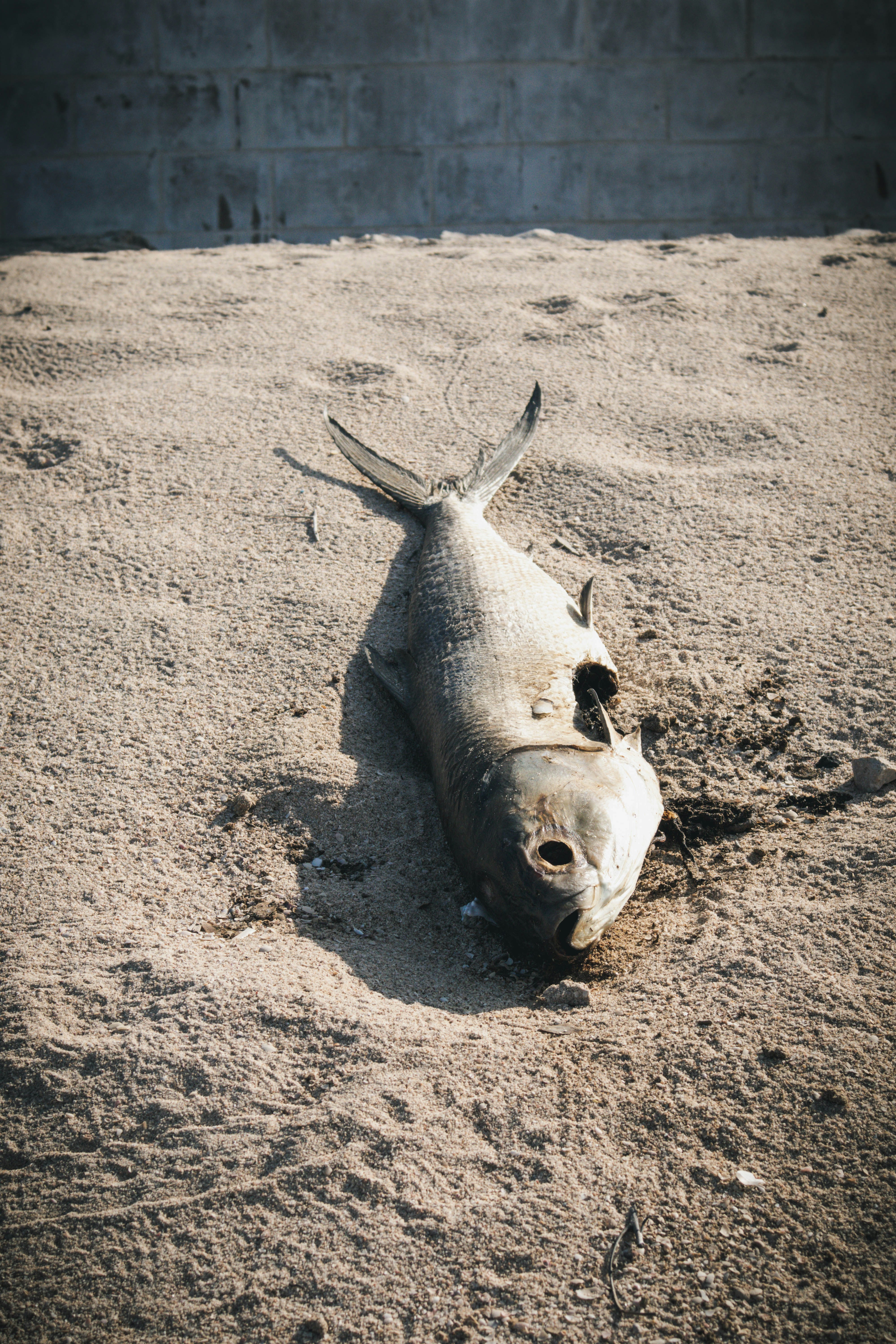 A dead fish laying in the sand on the beach photo – Free Sea beach ...