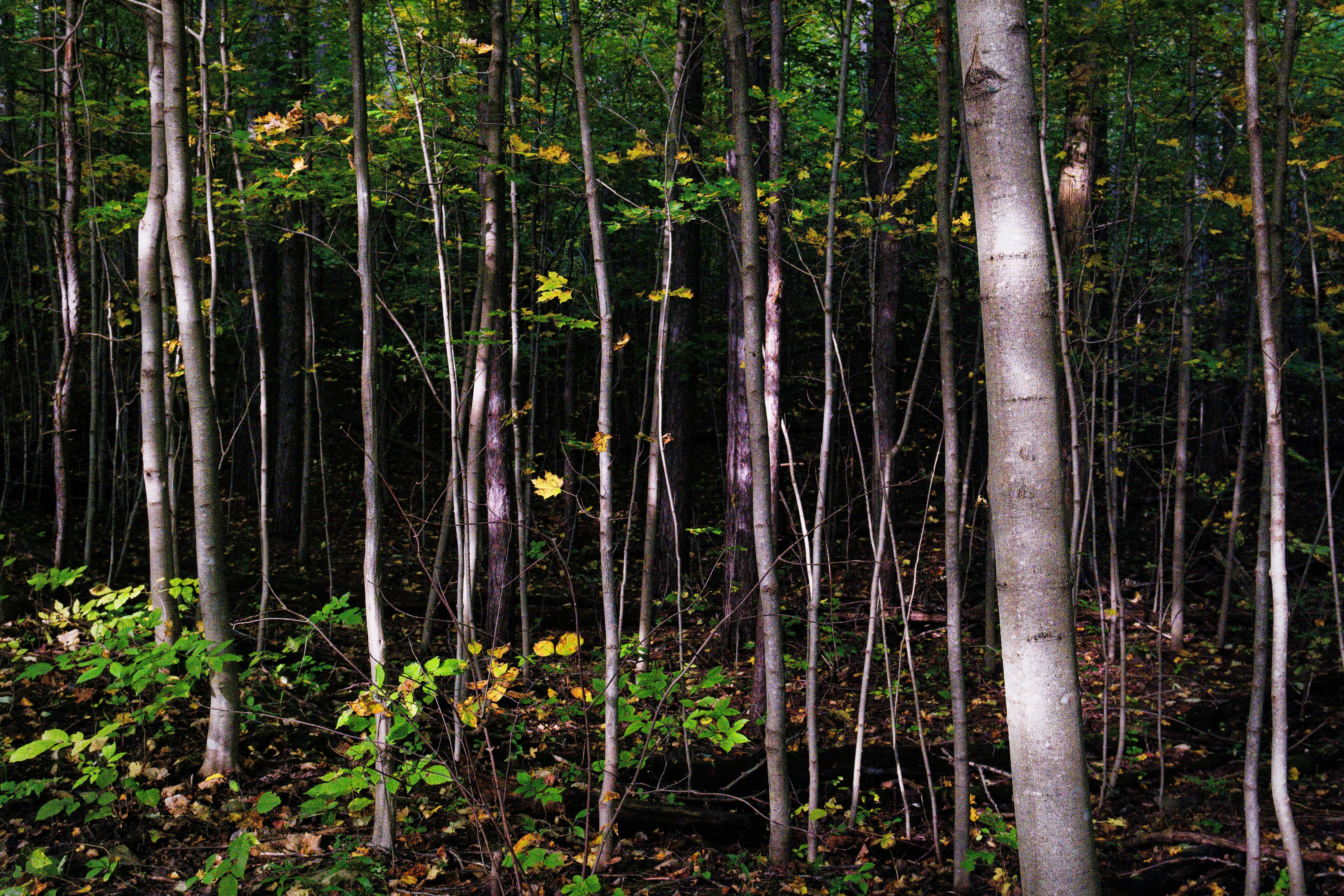 Whispering Woods: A Dance of Light and Shadow