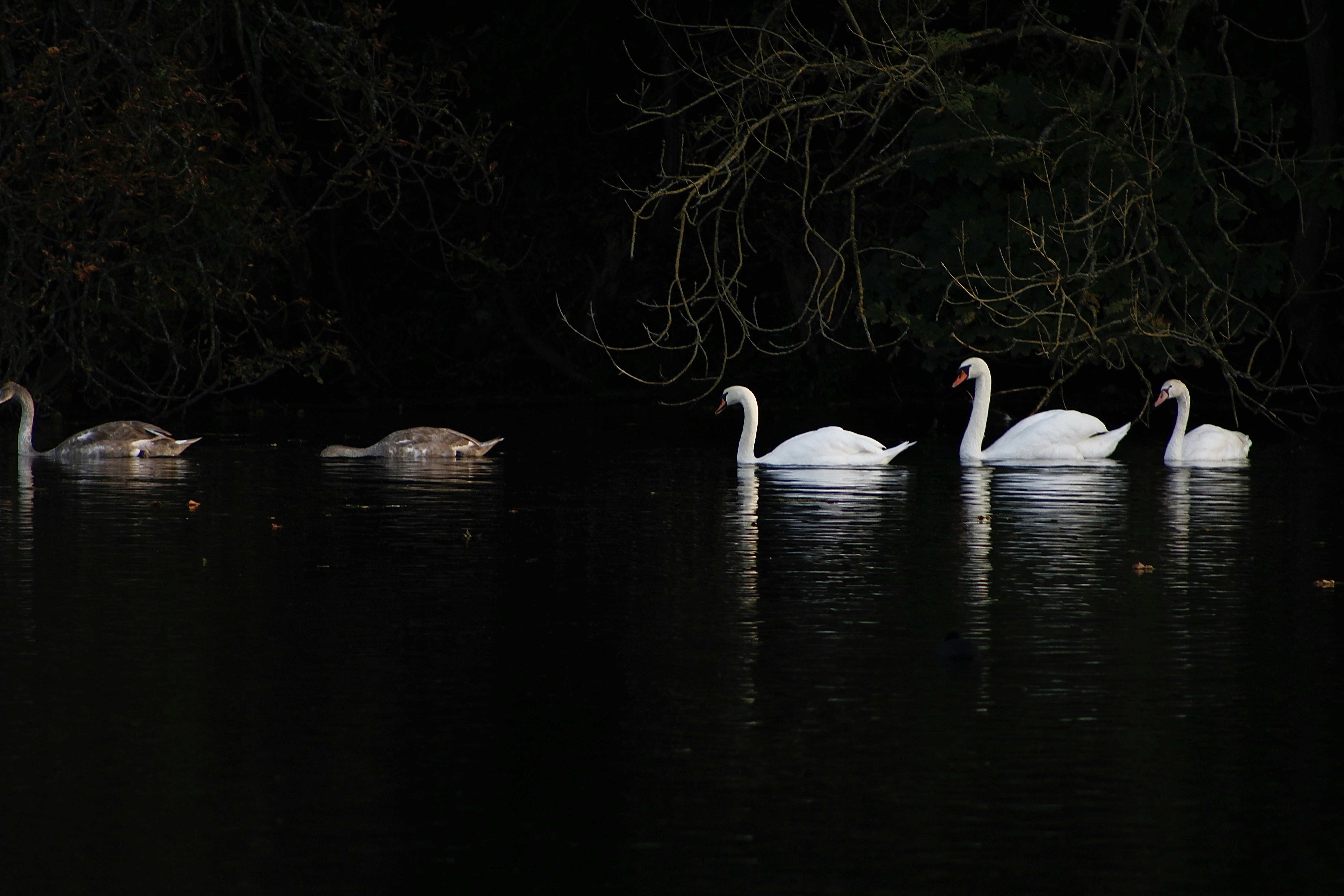 Five swans glide on a dark lake beneath bare branches, their white bodies softly reflecting on the water.