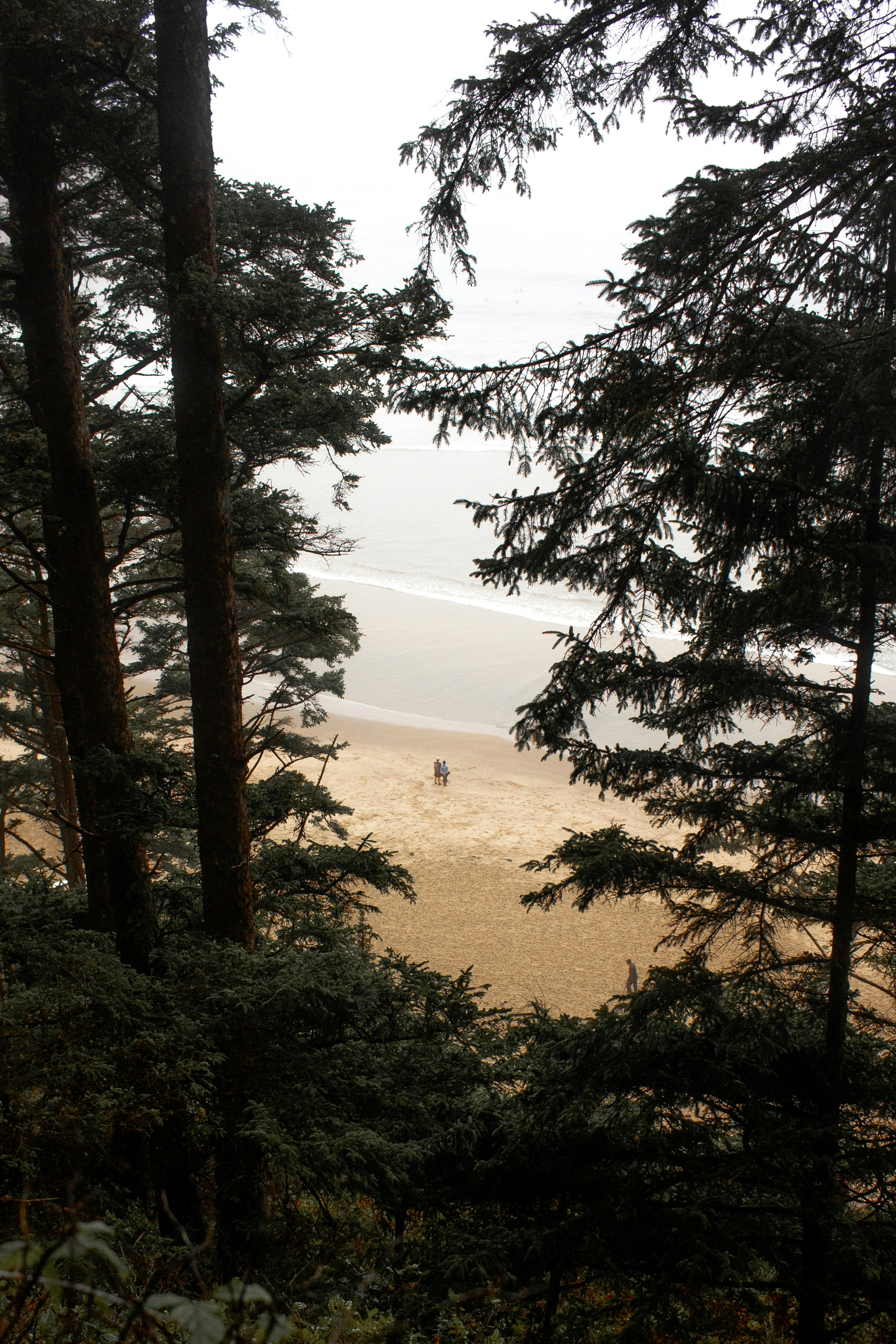 Couple walking along a secluded beach framed by towering trees, with gentle waves lapping at the shore. Fog creates a serene atmosphere.