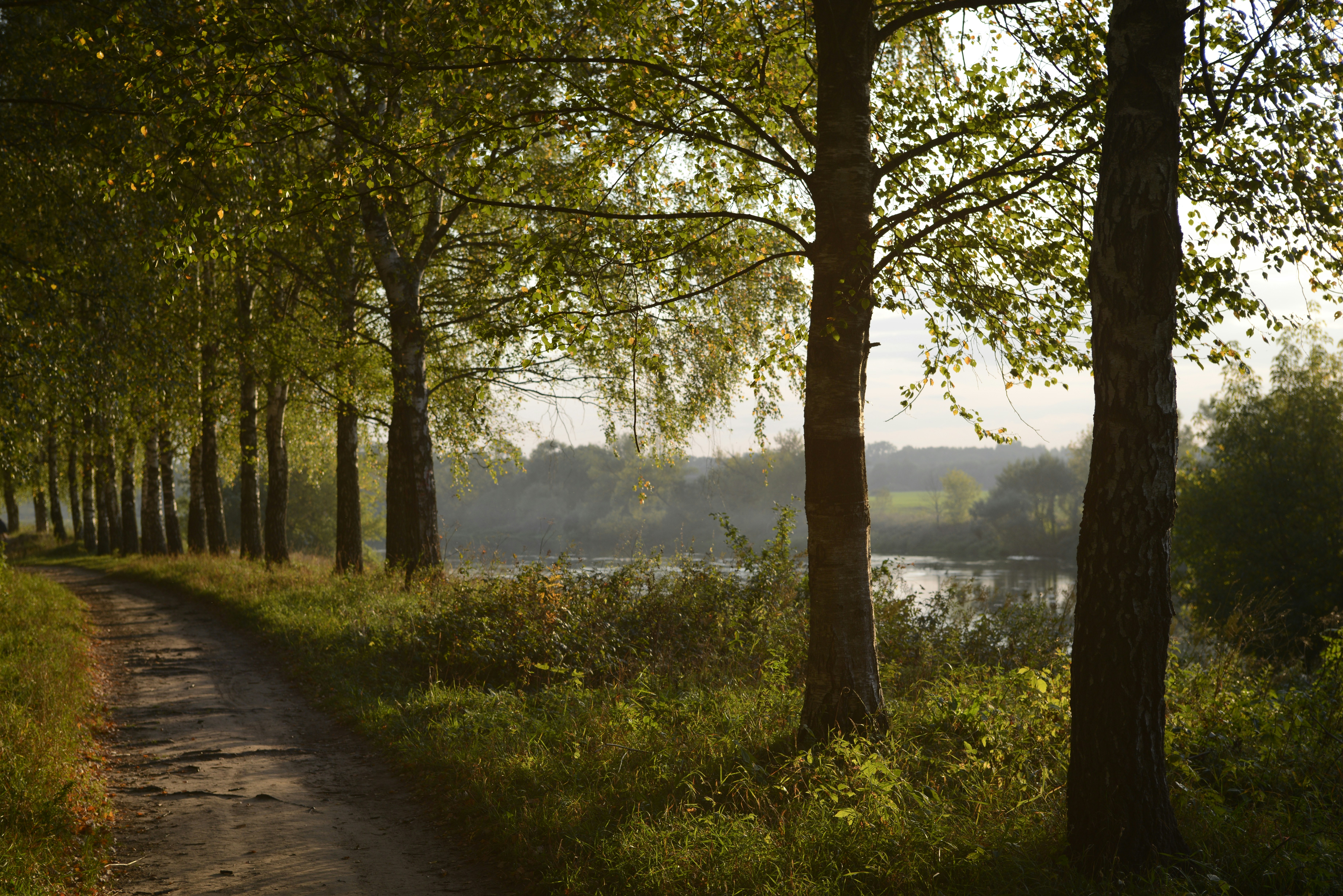 Serene pathway lined with trees, leading to a tranquil river under soft morning light.