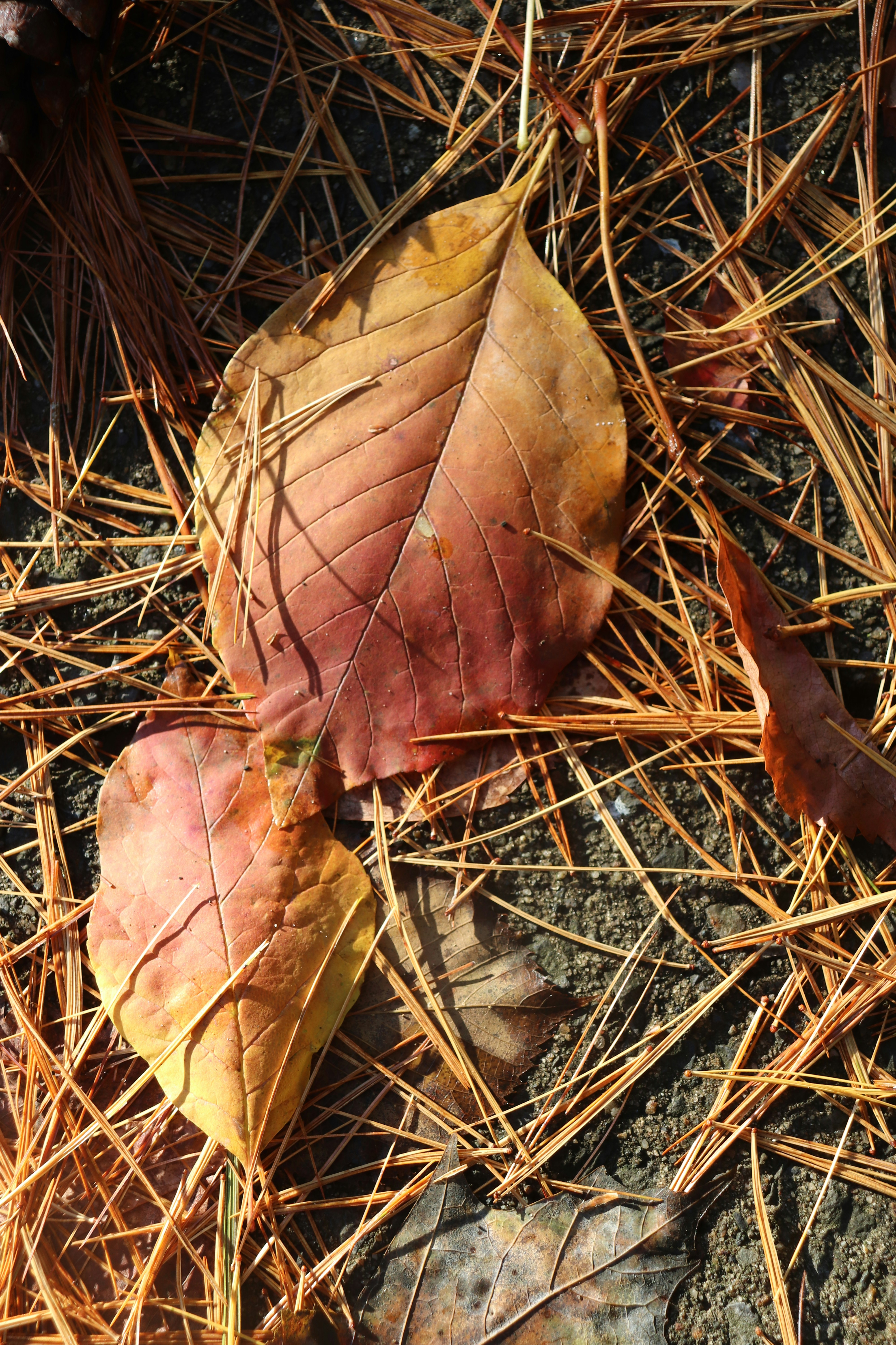 Crimson Leaf Resting Amid a Pine-Needle Mosaic