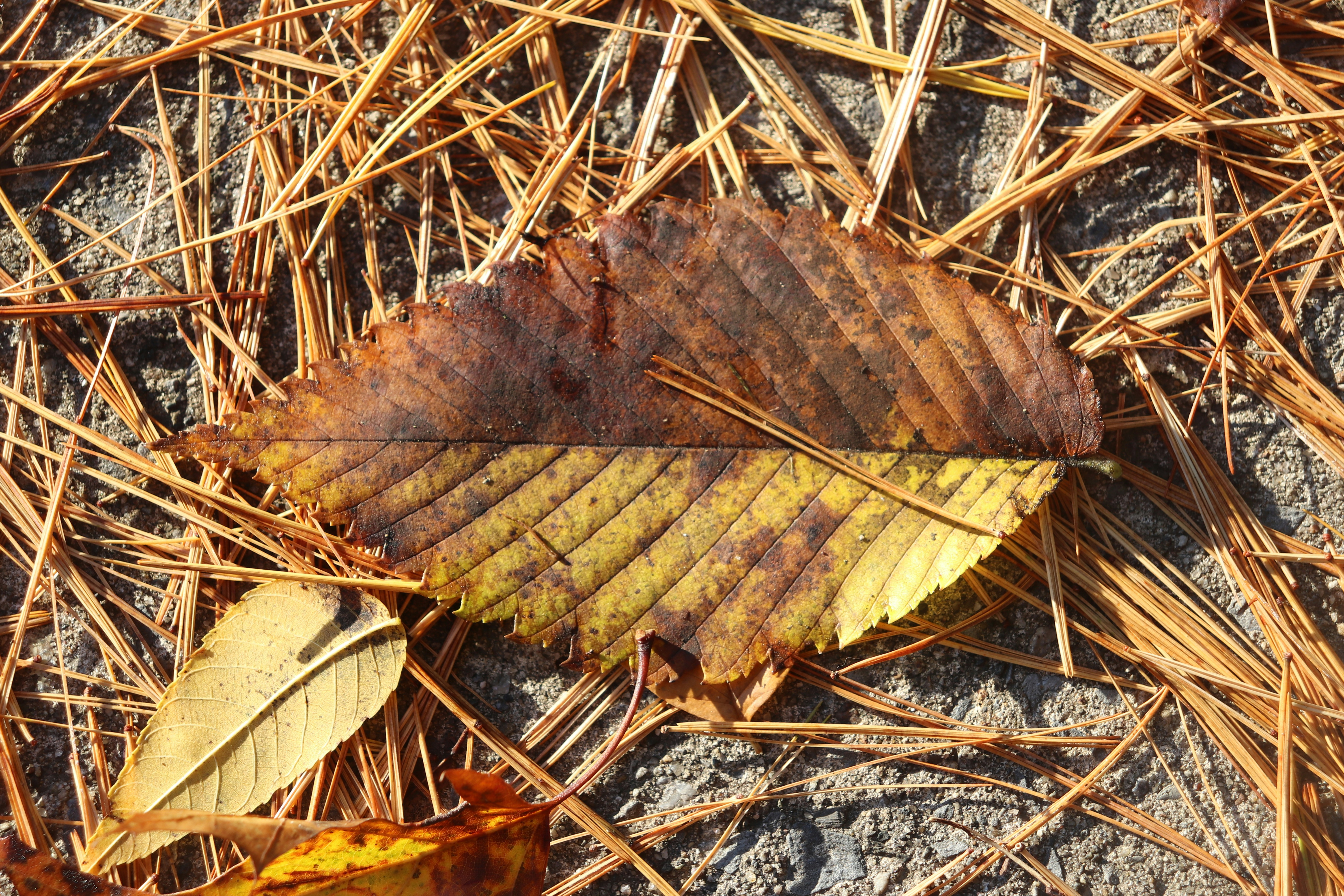 a yellow leaf laying on top of dry grass