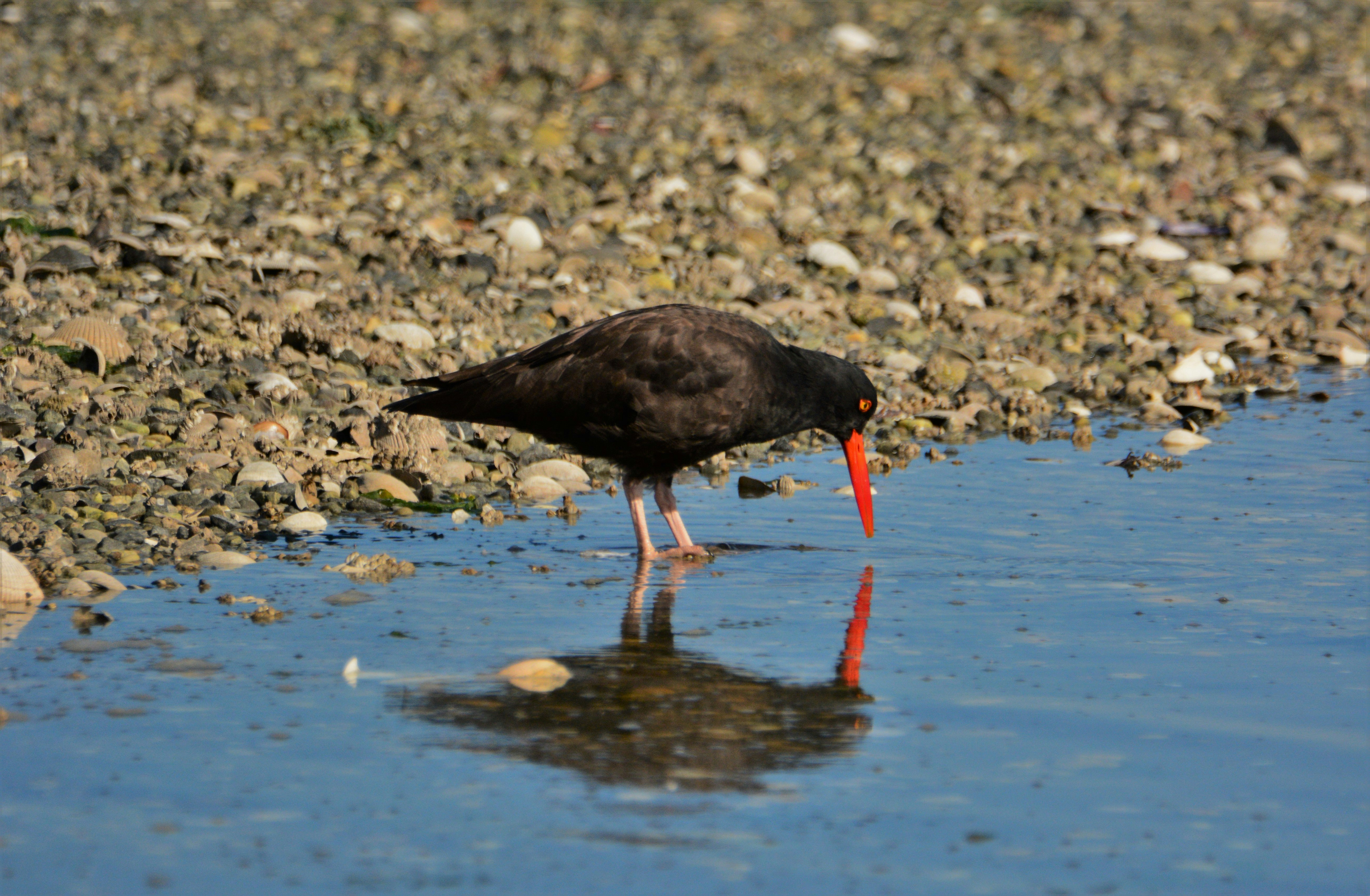 Scarlet Beak at the Tidal Rim: Foraging Black Oystercatcher on Pebble Shore