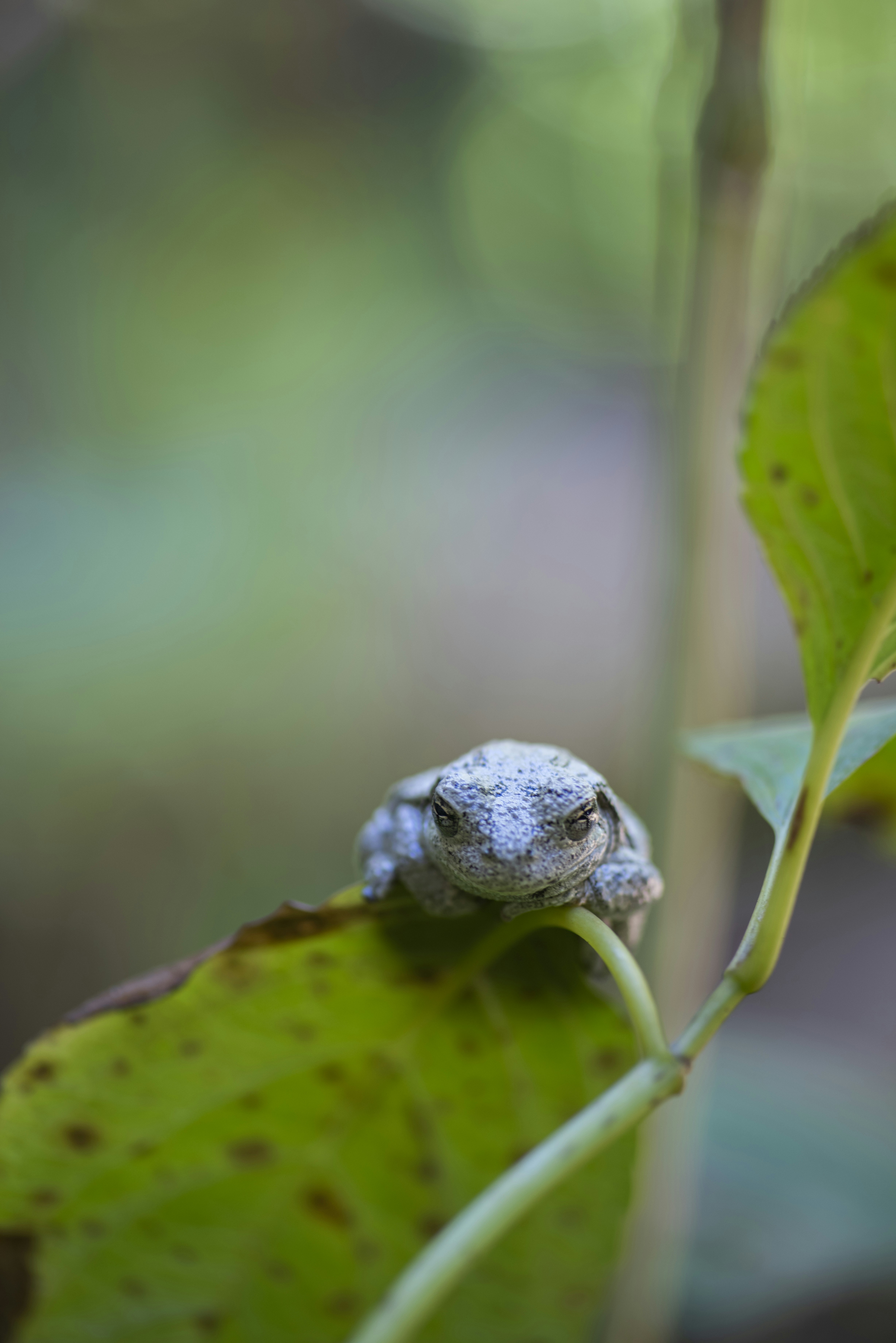 A frog is sitting on a green leaf photo – Free Garden Image on Unsplash