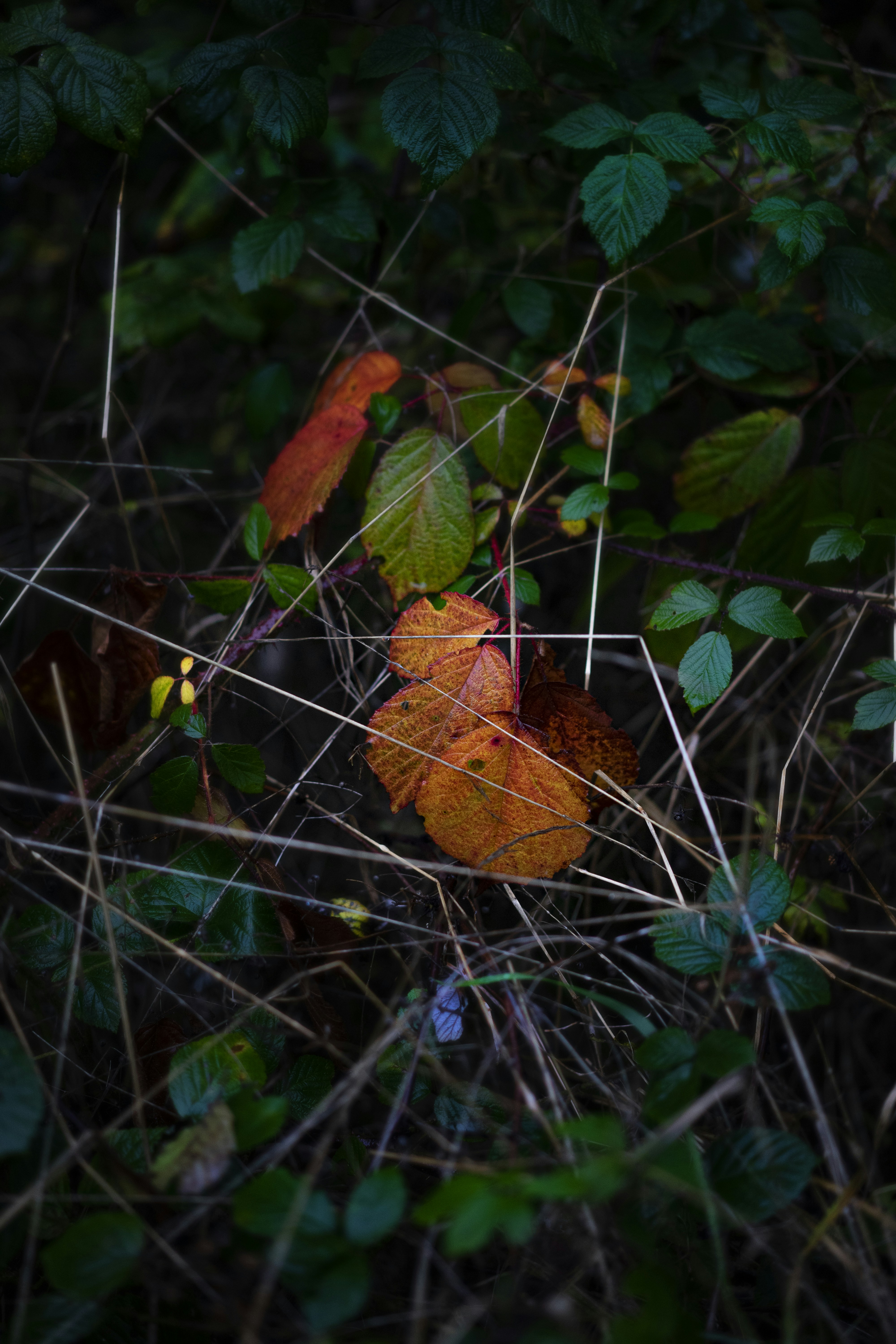 Autumn Ember in a Tangled Green Understory