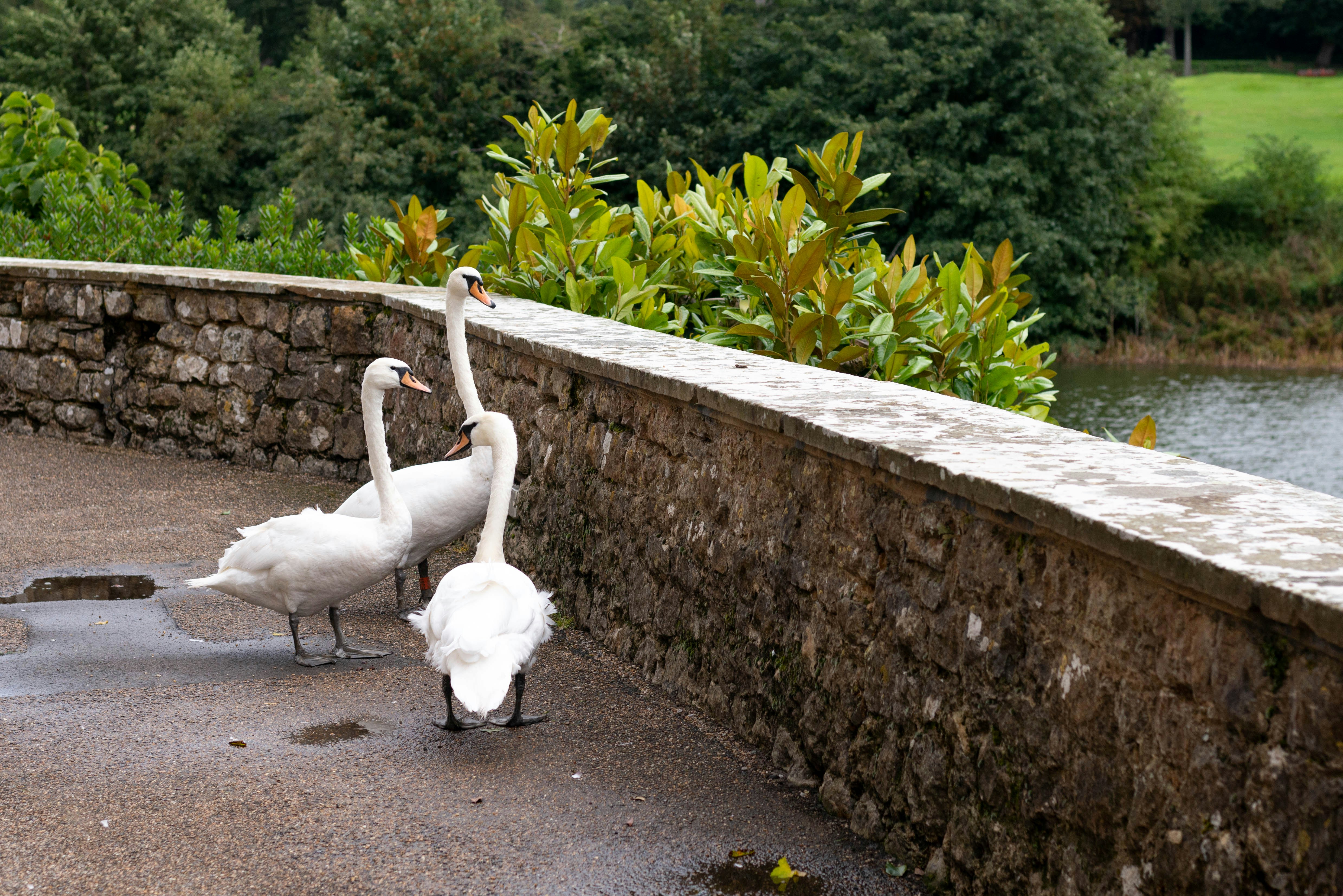 Swans sightseeing at Leeds Castle