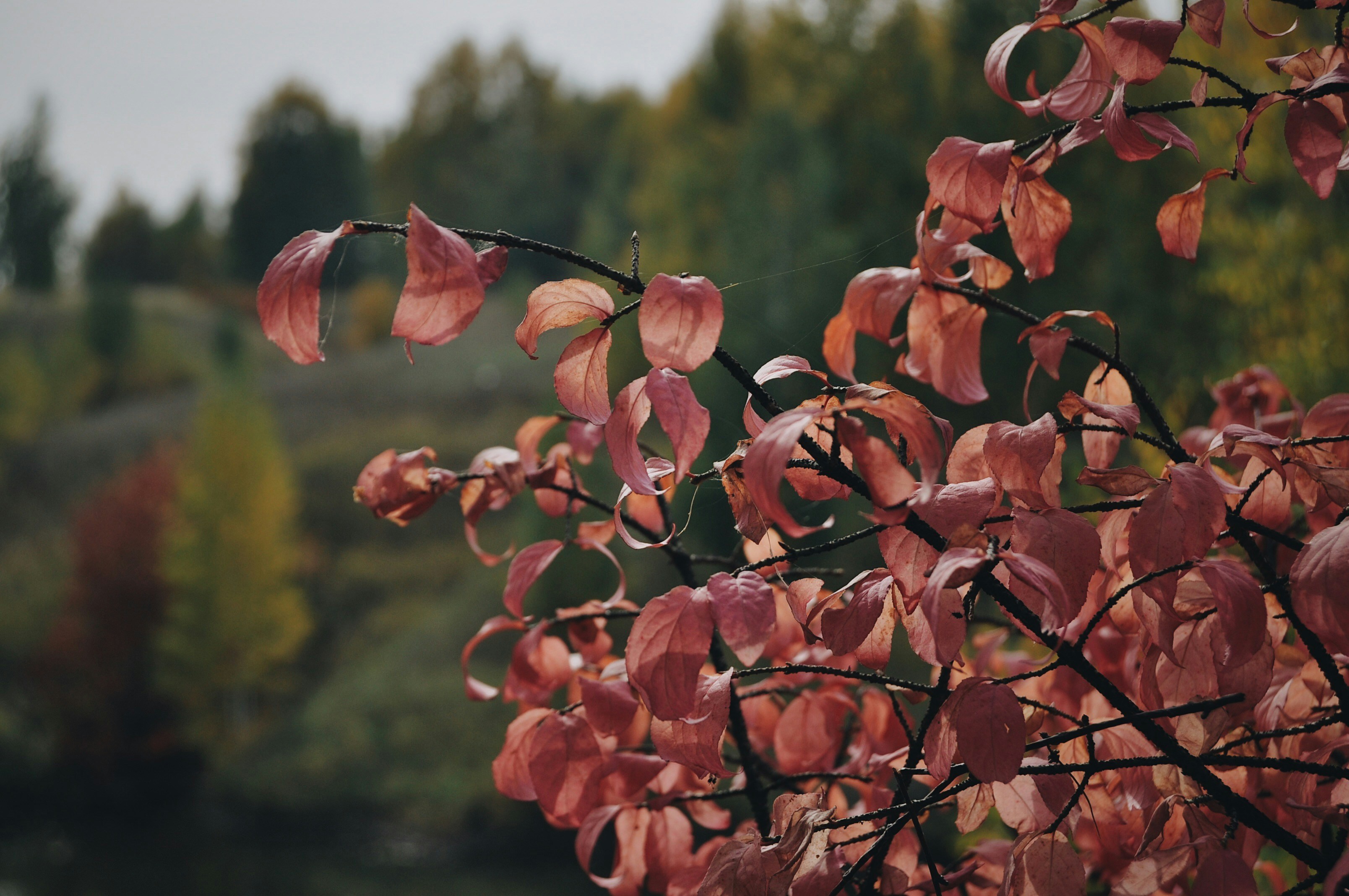 Un arbre aux feuilles rouges devant une forêt photo – Photo Buisson ...