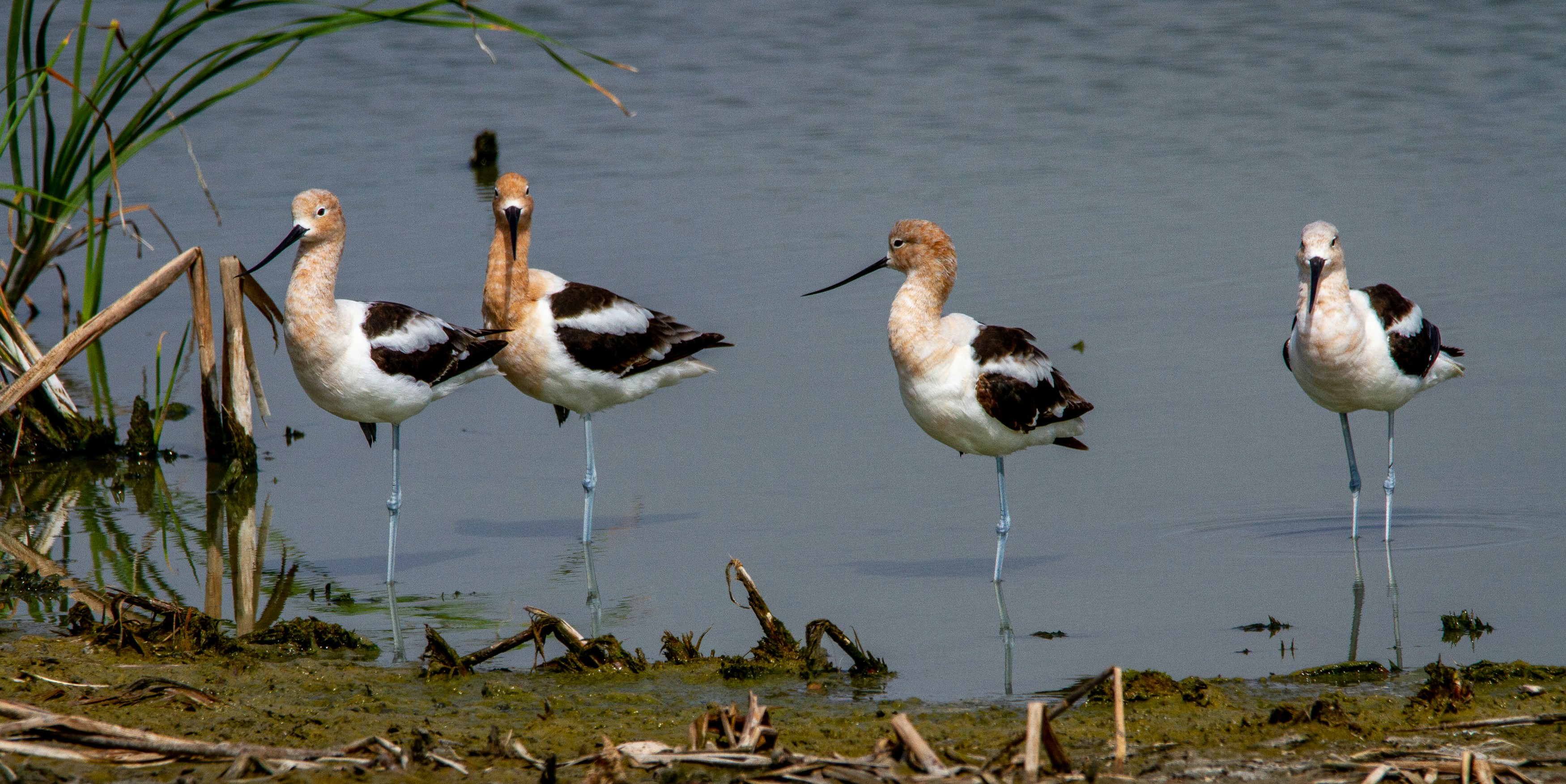 Foto Un grupo de pájaros parados encima de un cuerpo de agua – Imagen ...