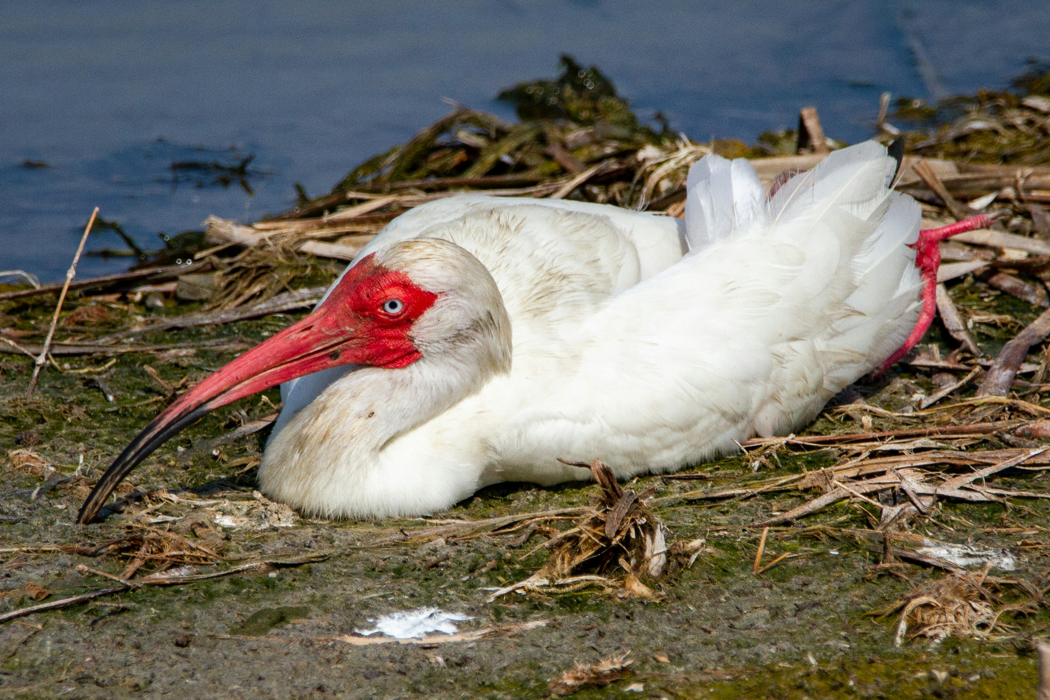 Un oiseau blanc au bec rouge étendu sur le sol photo – Photo 포트란사스 ...