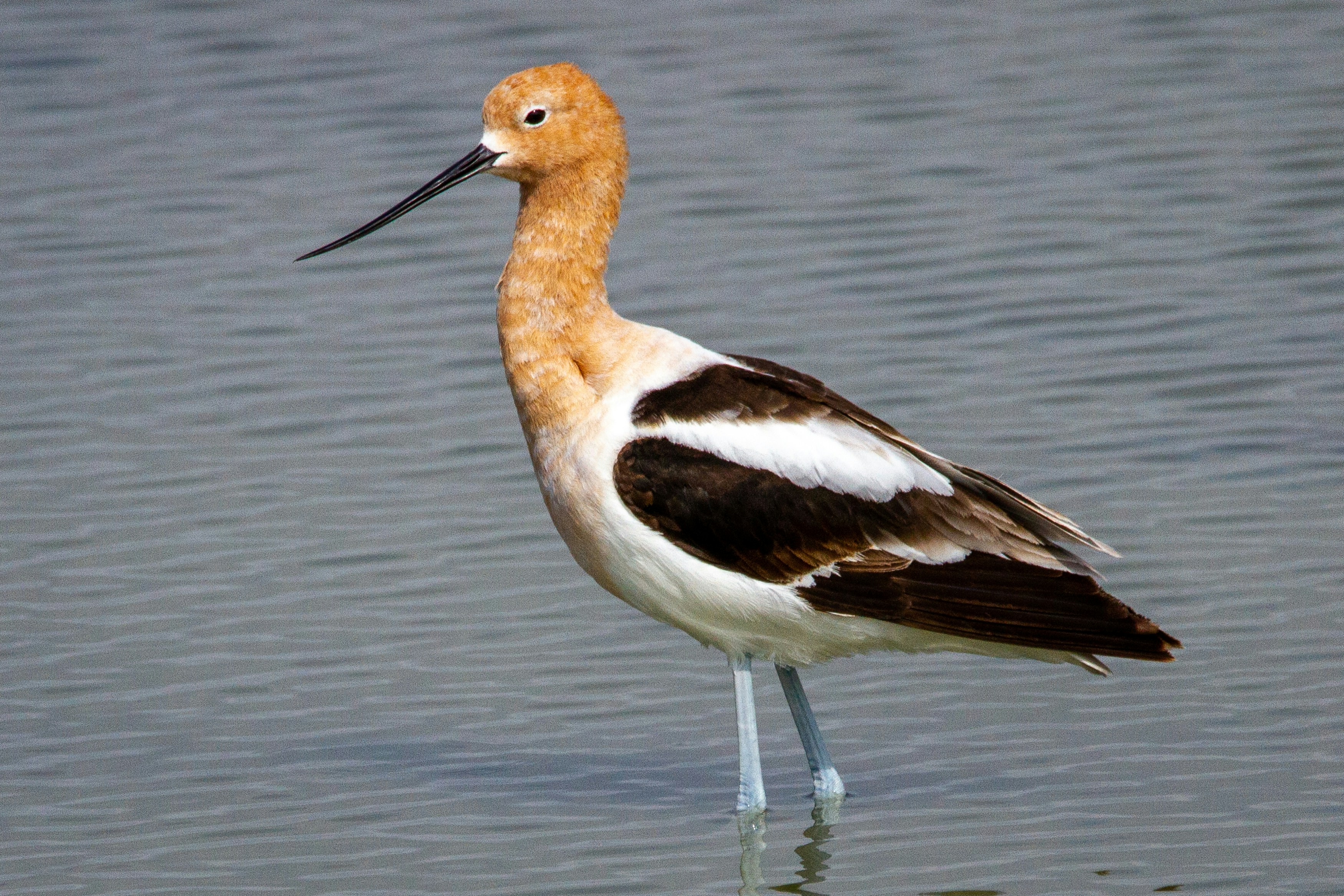 American avocet standing in shallow water, displaying its distinctive black and white plumage and long upturned bill.