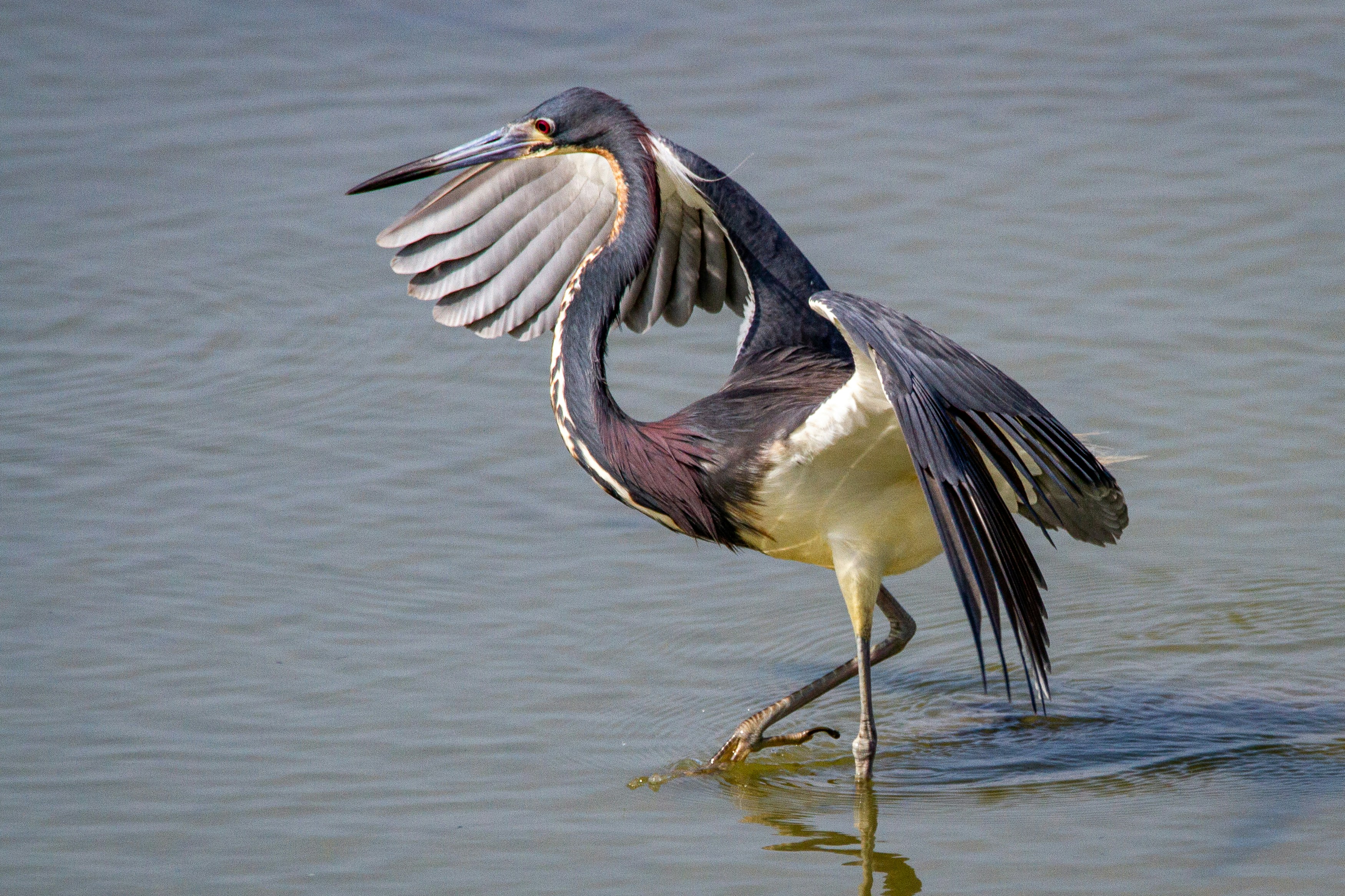 A graceful heron wades through shallow water, wings partially spread, showcasing its striking plumage and poised stance.