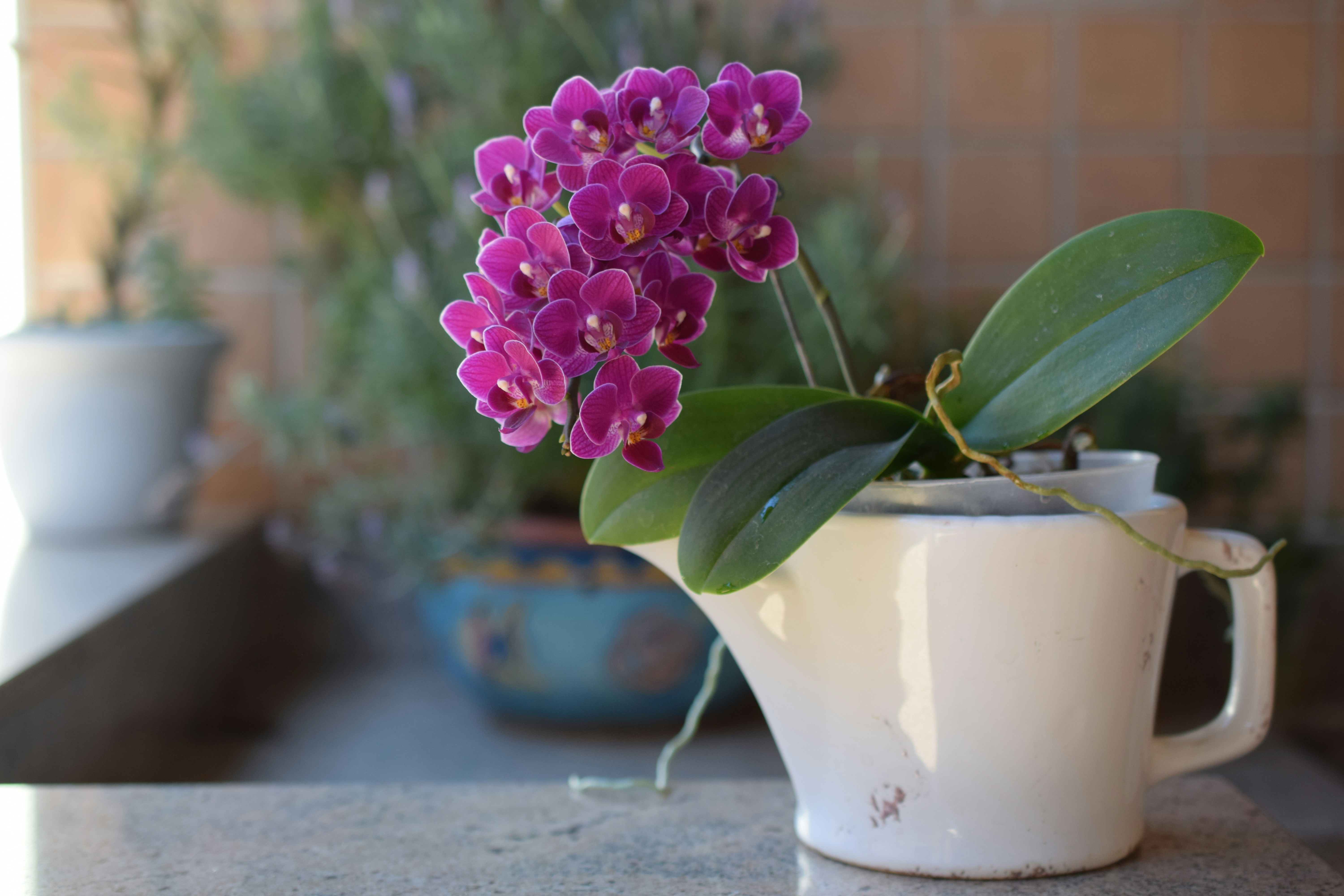 A white pitcher filled with purple flowers on top of a counter photo ...
