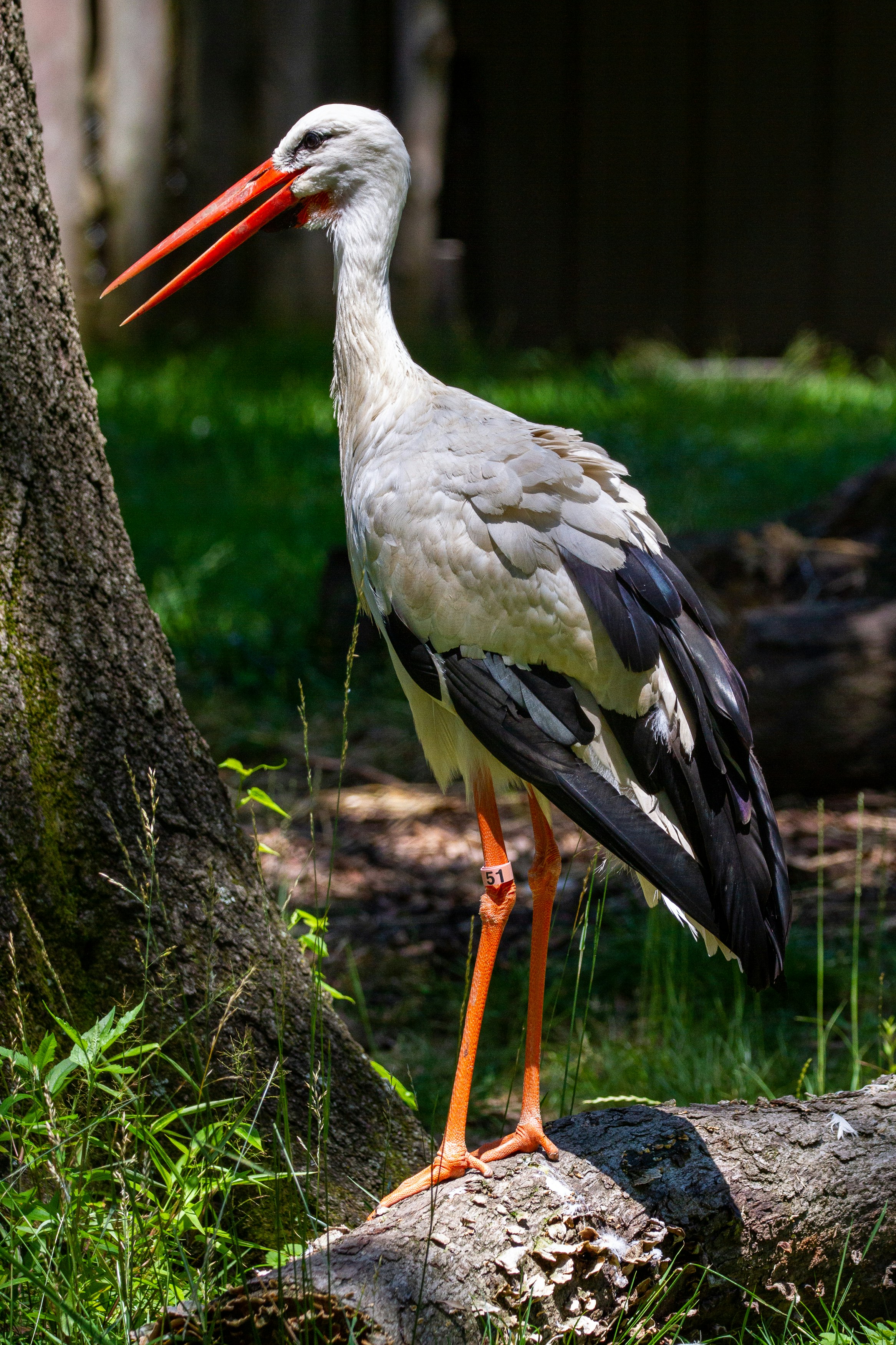 A stork stands gracefully on a log, showcasing its vibrant orange beak and long legs amidst a lush green backdrop.