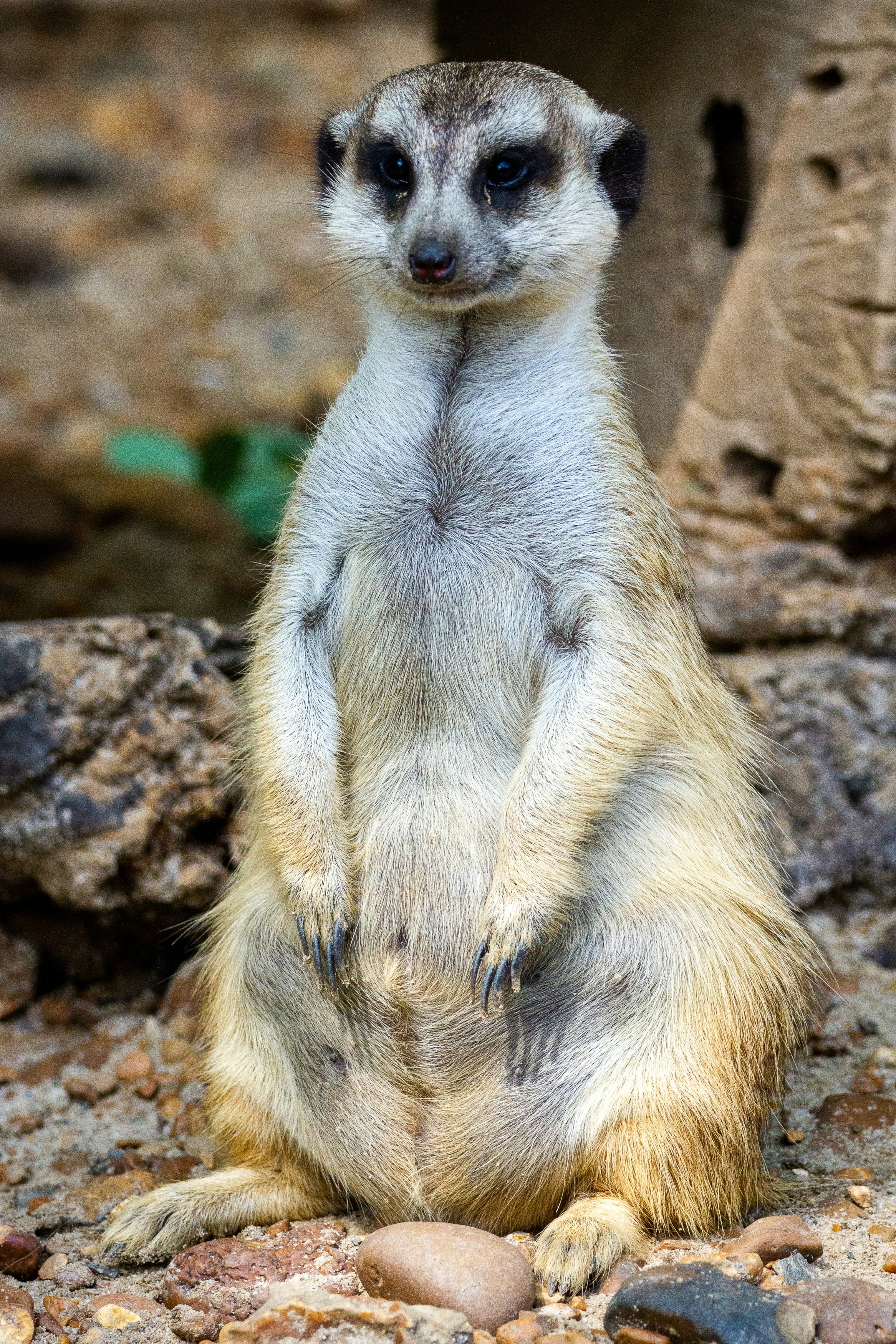 A small meerkat standing on its hind legs photo – Free Memphis zoo ...