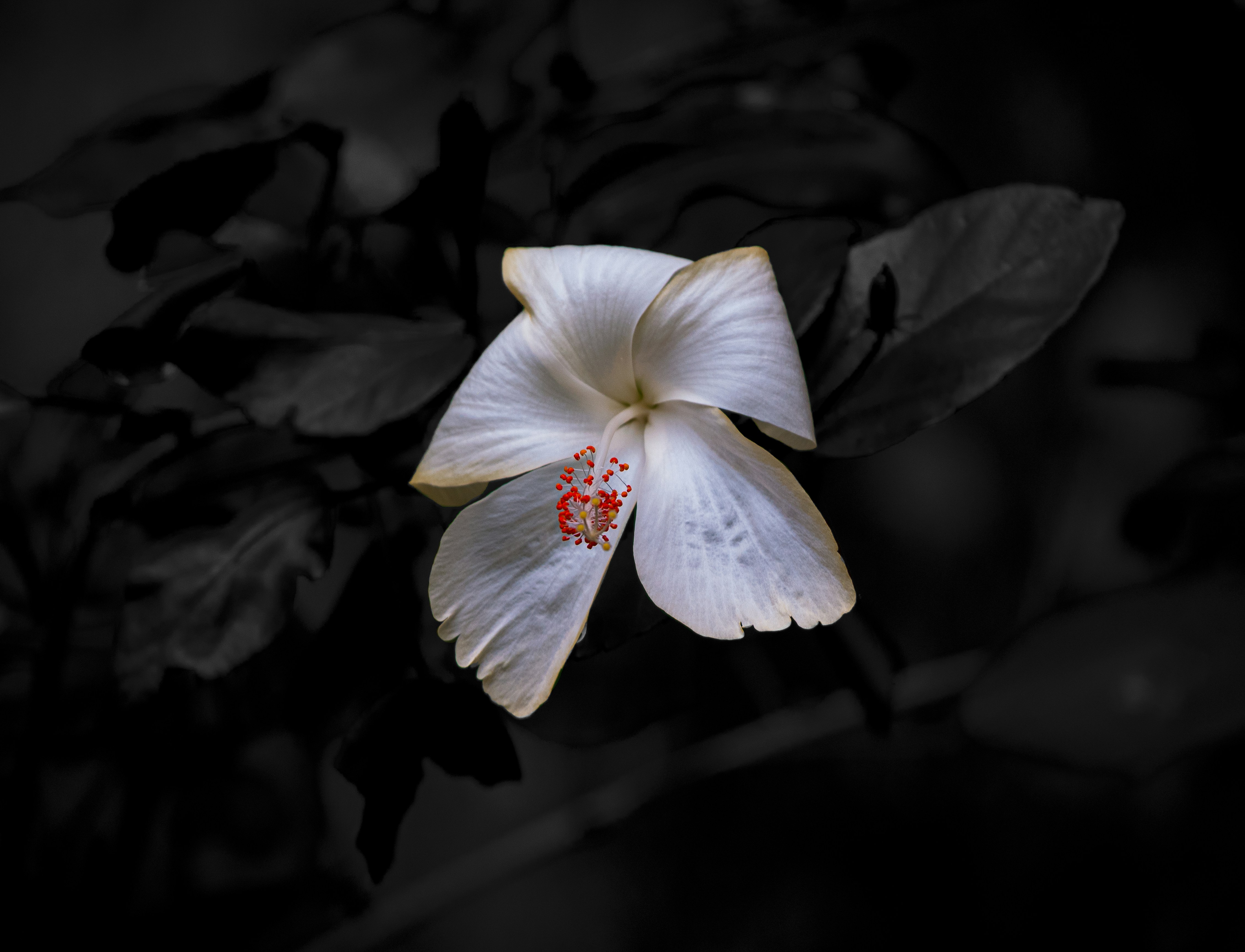 Velvet Shadow Hibiscus: A Single White Bloom in High-Contrast Quiet