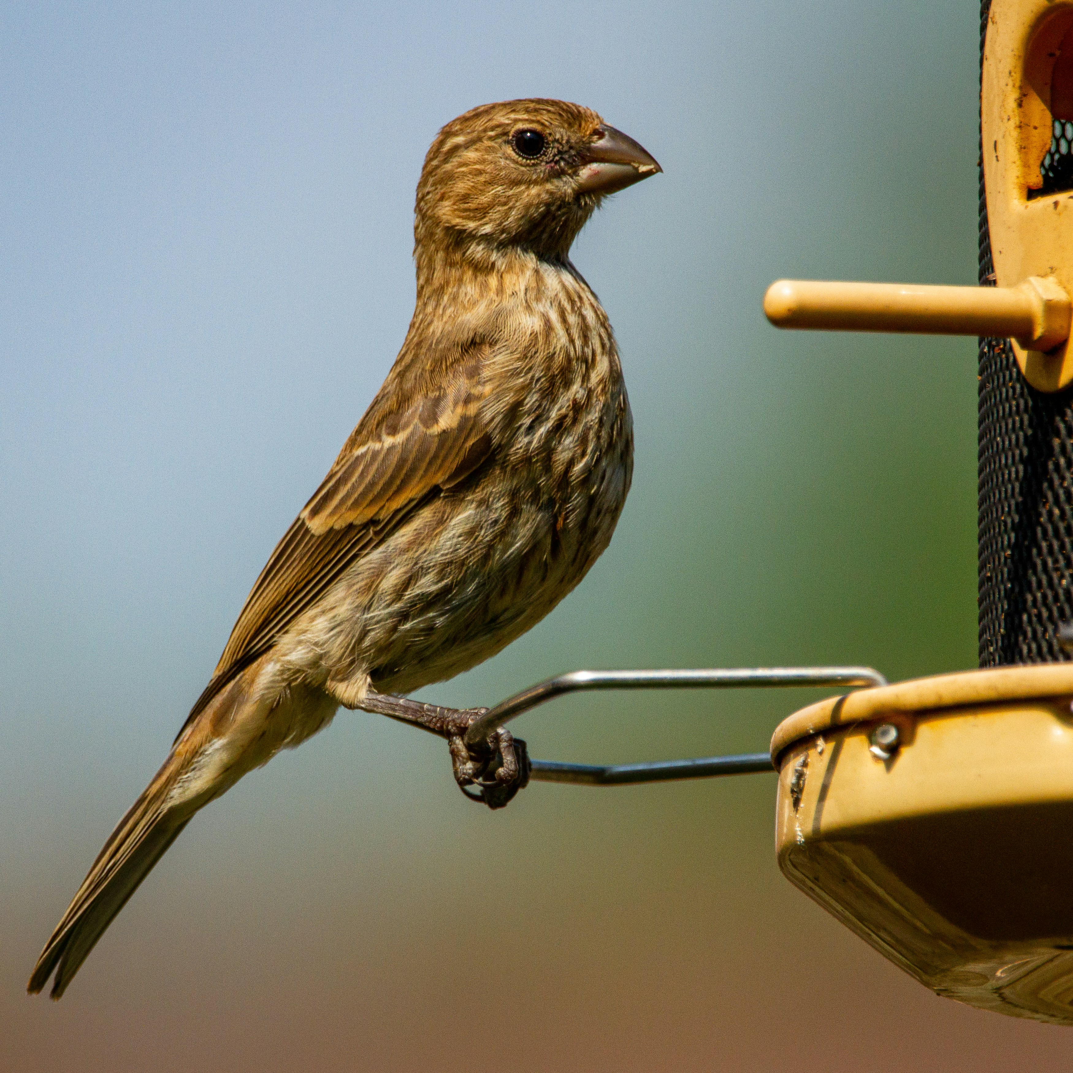 Perch of Gold and Grain: A House Finch at the Feeder