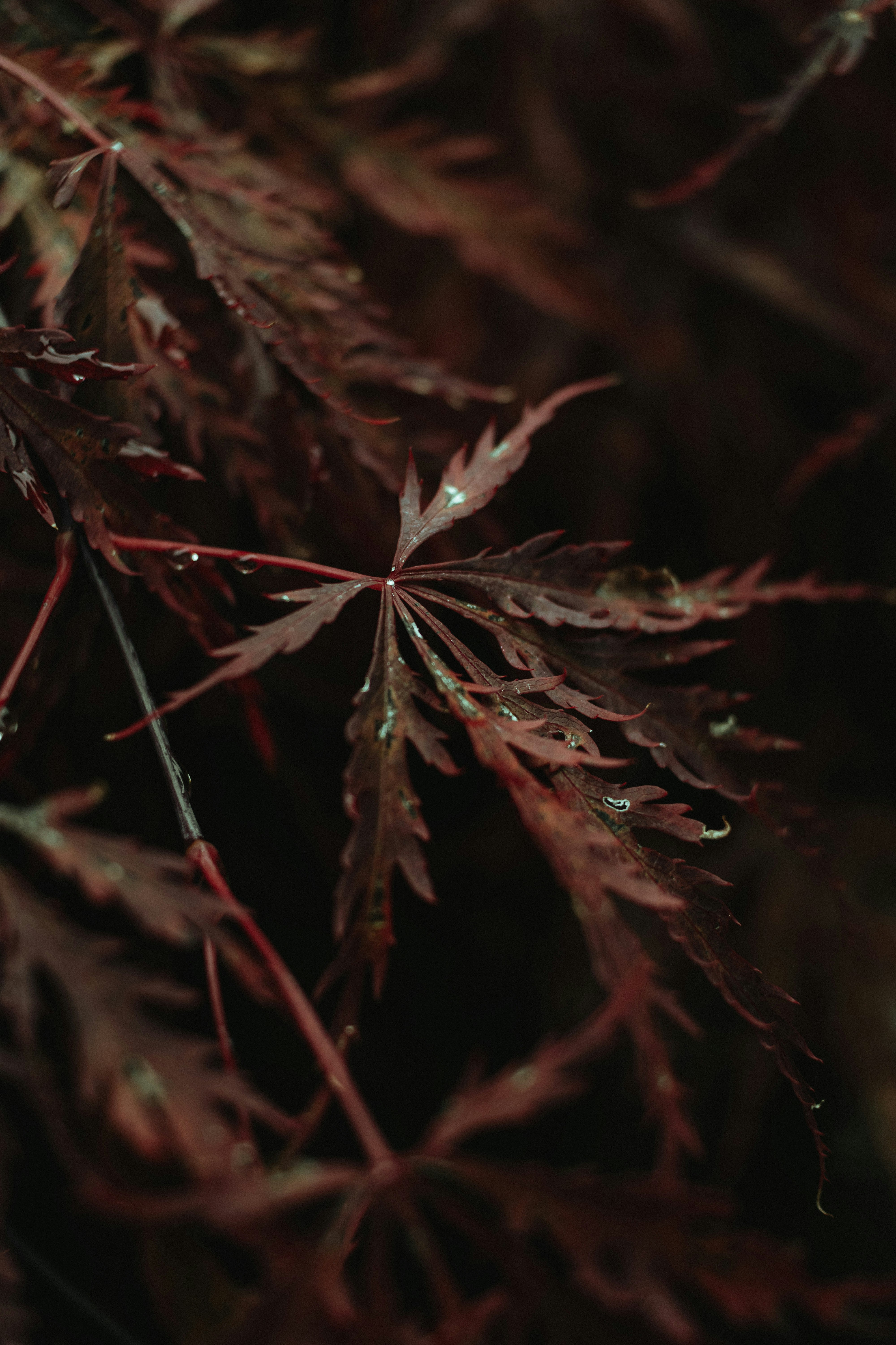 Close-up of delicate red maple leaves adorned with droplets, showcasing intricate textures and hues. The composition highlights the beauty of nature in transition.