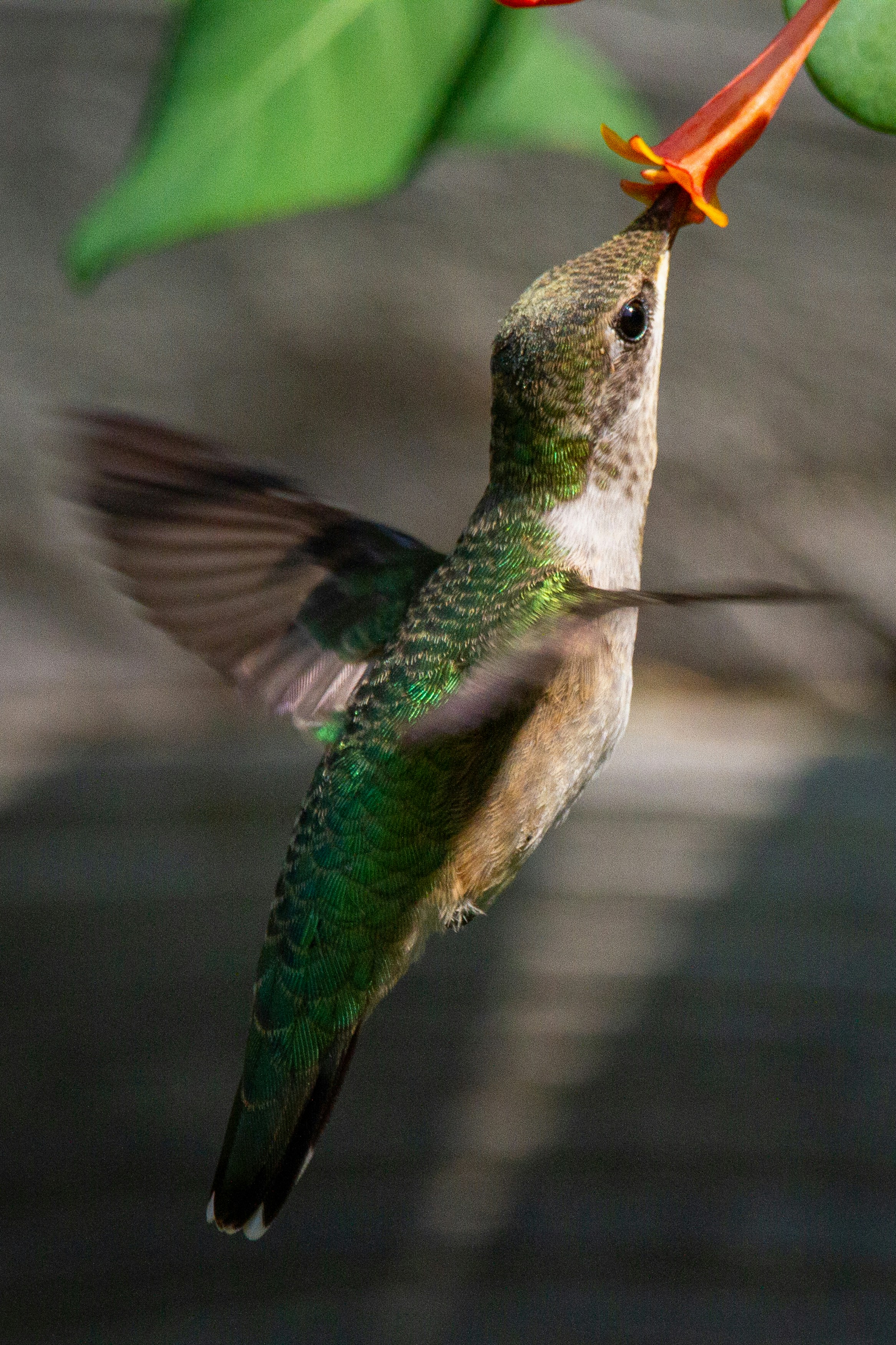 A ruby-throated hummingbird gathering nectar from a scarlet honeysuckle bloom.