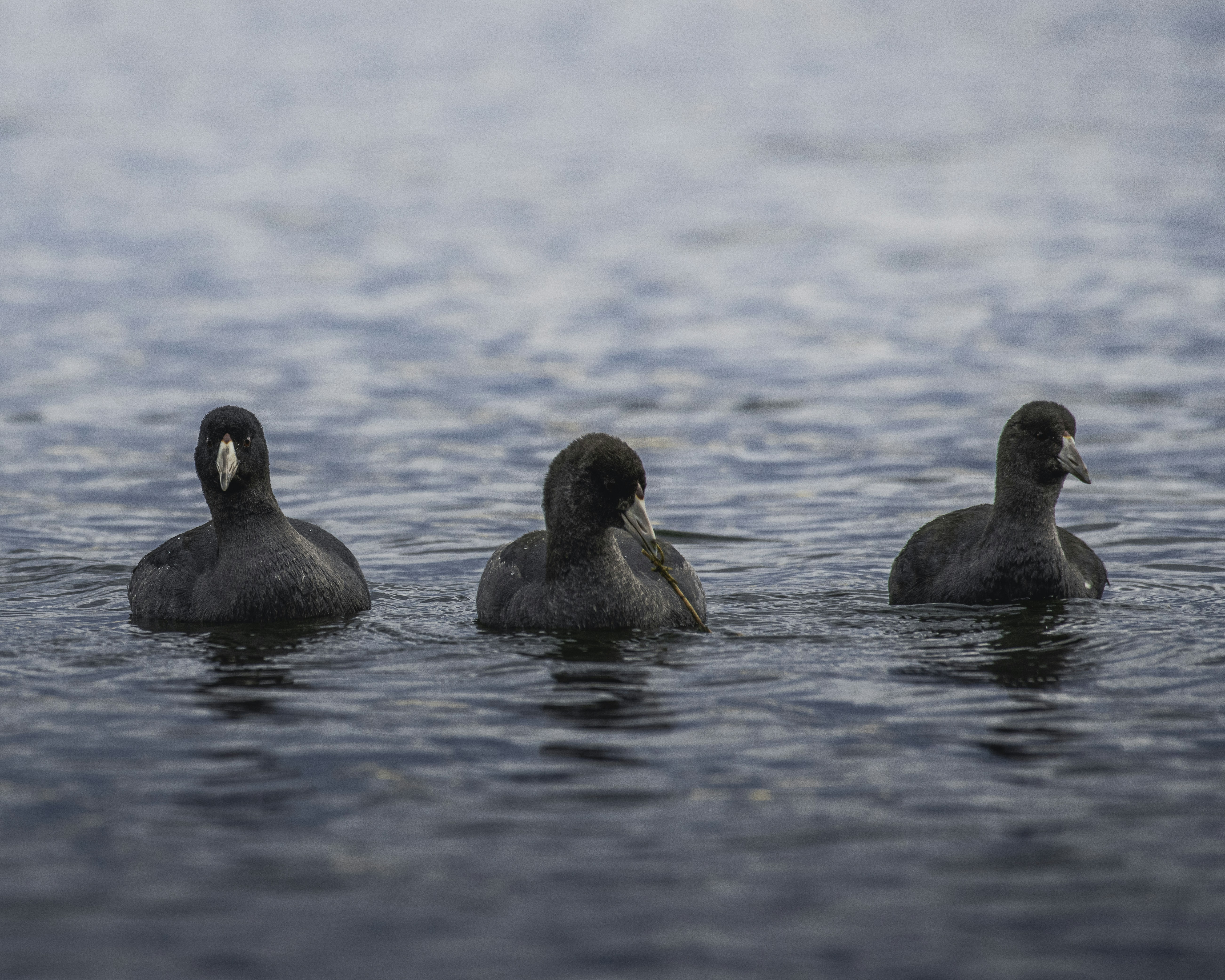 Three coots floating gracefully on a calm lake, showcasing their sleek silhouettes against the reflective water surface.