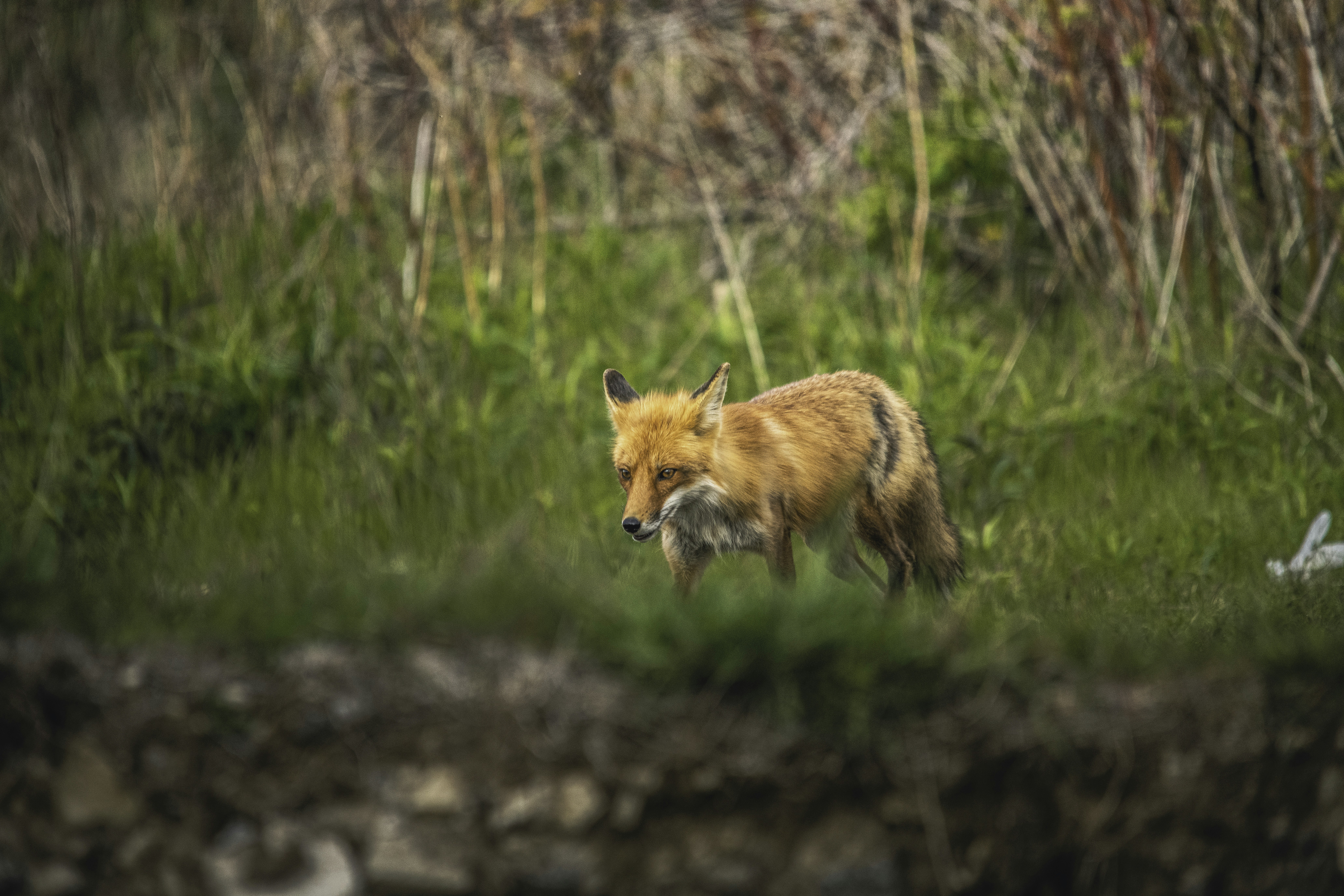 Red fox navigating through lush greenery, showcasing its hunting instincts. The scene captures the essence of wildlife in a natural habitat.