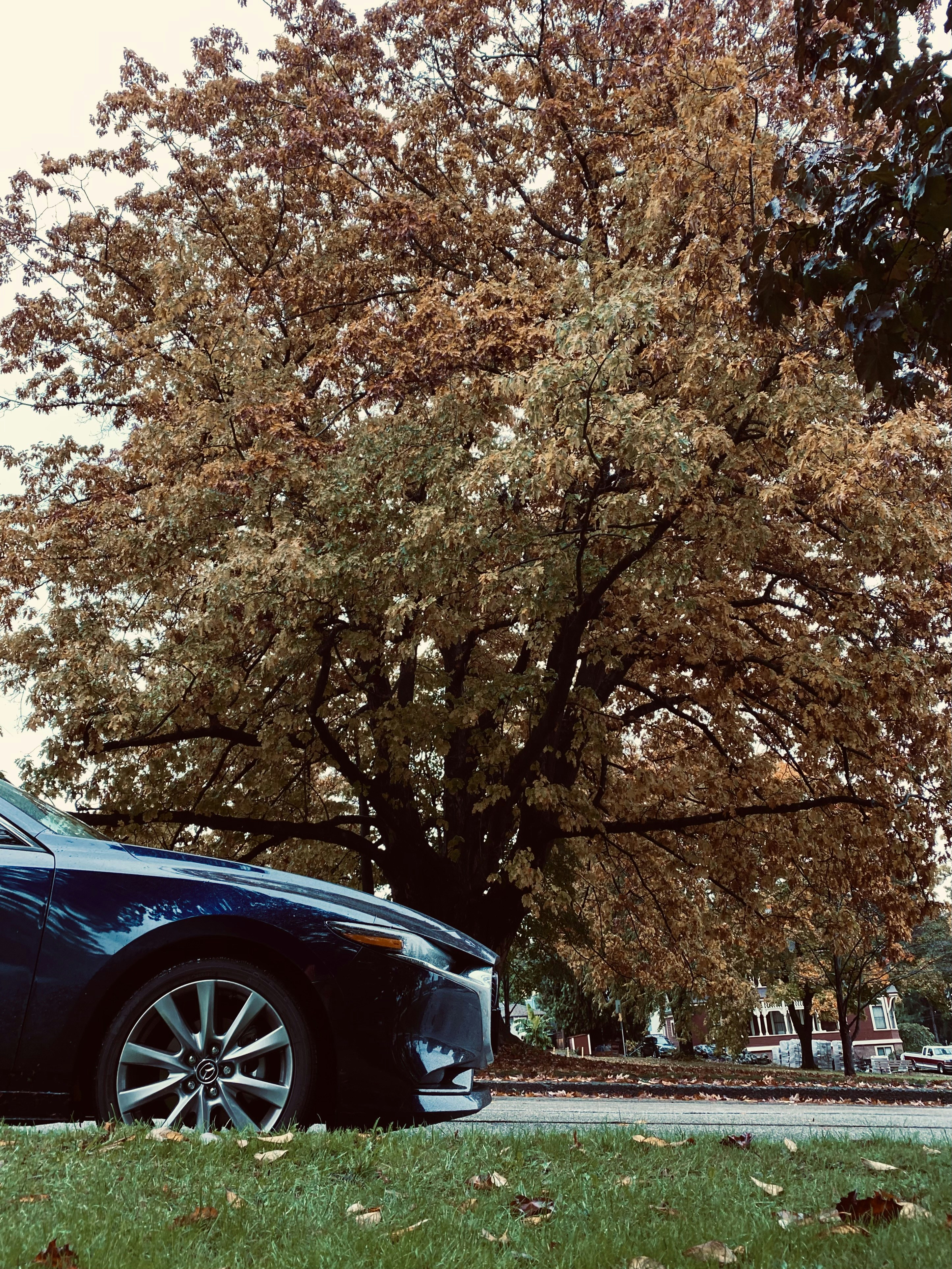 Autumned Buick Beneath a Distant Sky